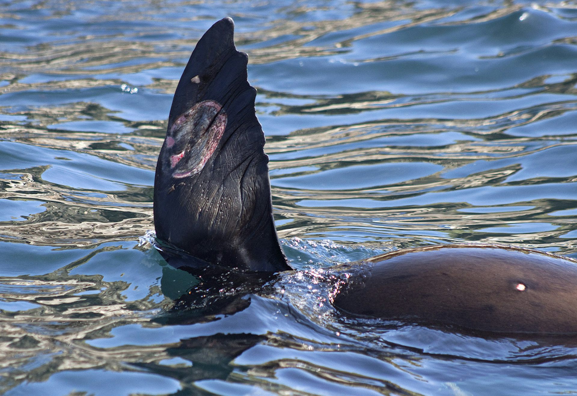 What will banning the super trawler a second time achieve?