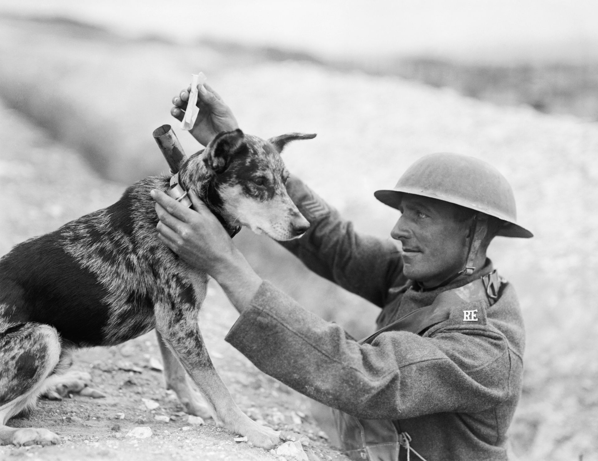 For a nation of dog lovers Britain treats its canine veterans shamefully