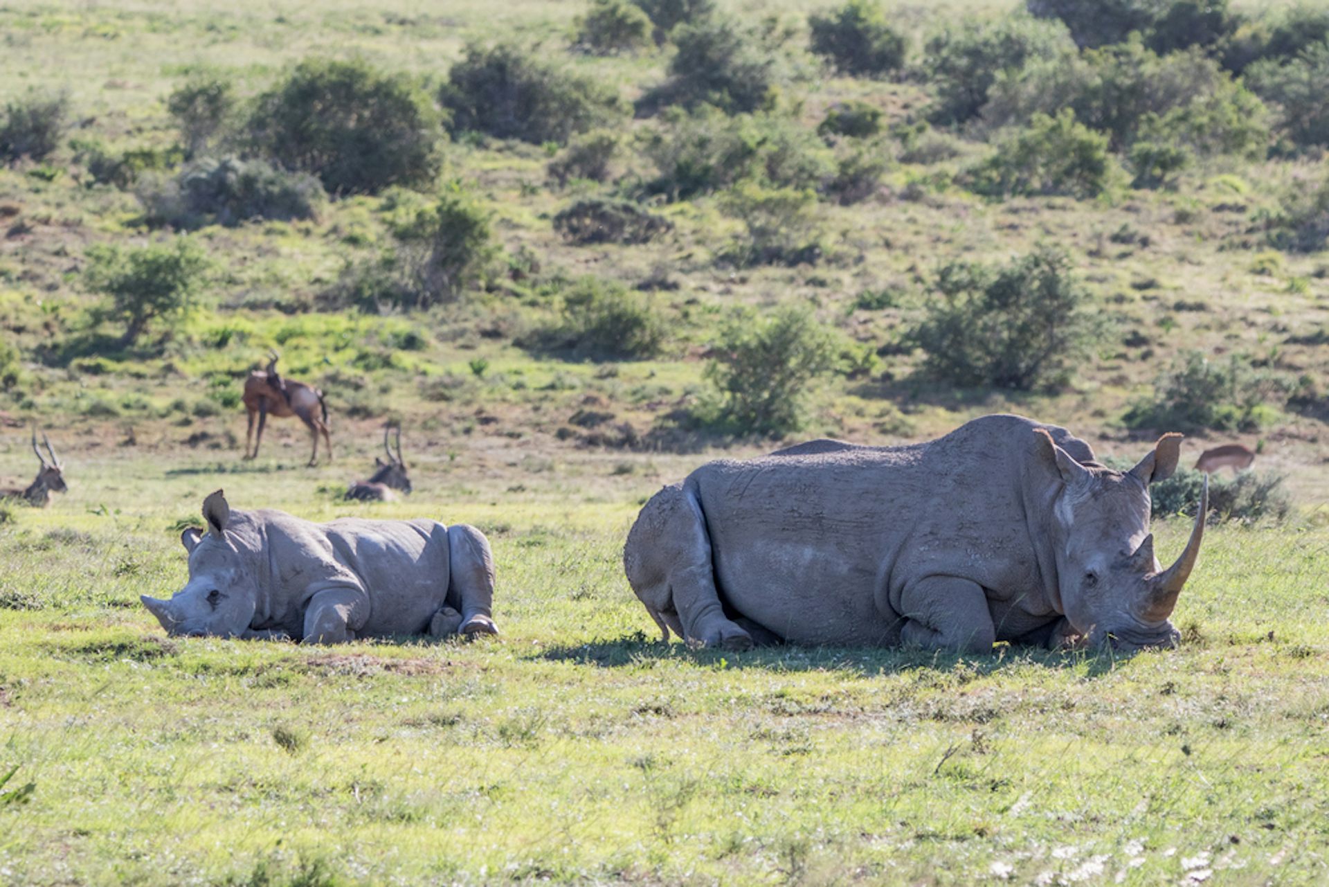 Legalising rhino horn trade: don’t charge in blind