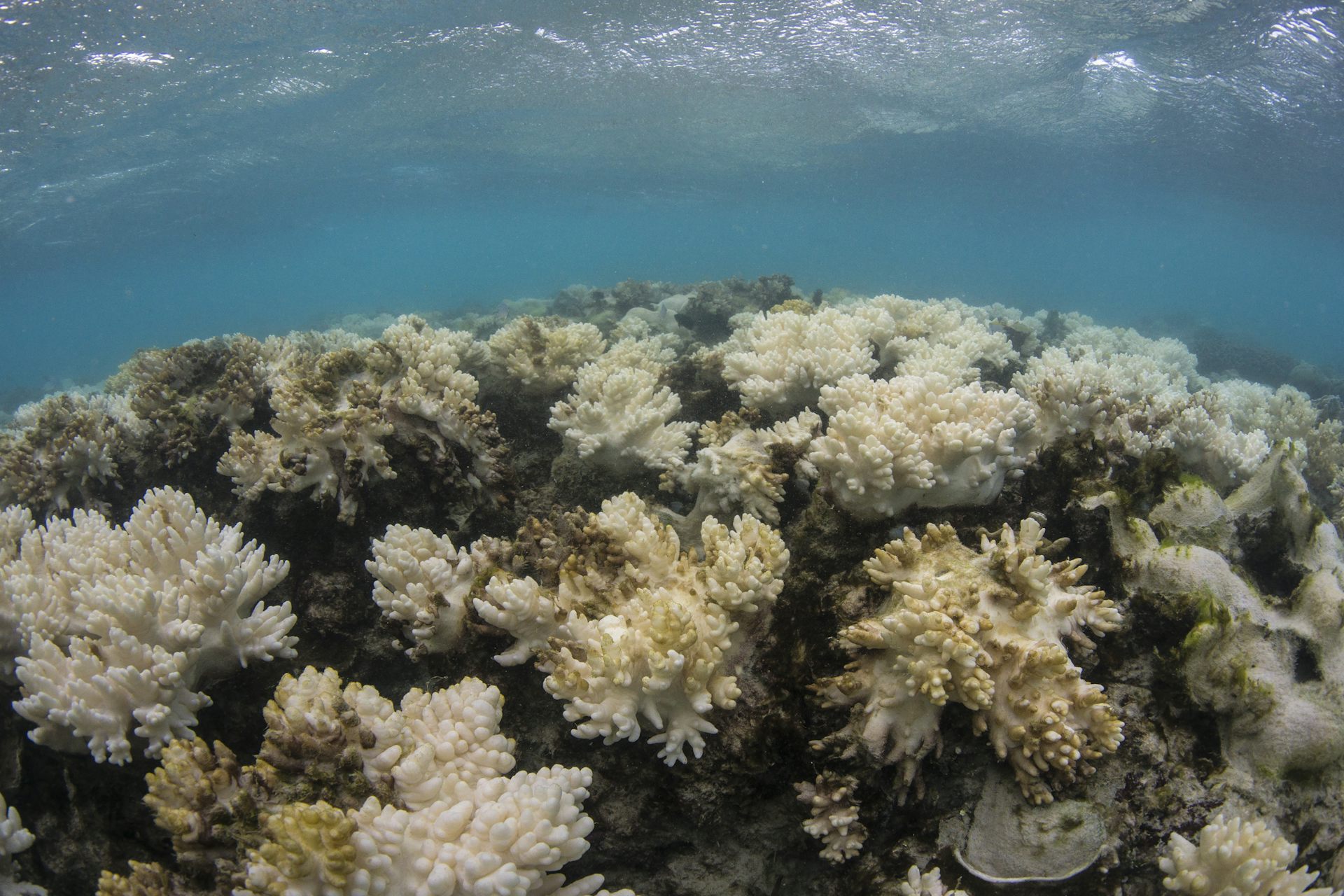 It’s official: 2016’s Great Barrier Reef bleaching was unlike anything ...