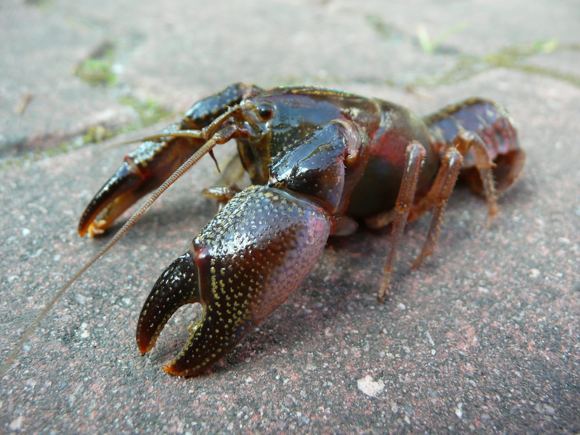 Australian endangered species: Rain Crayfish