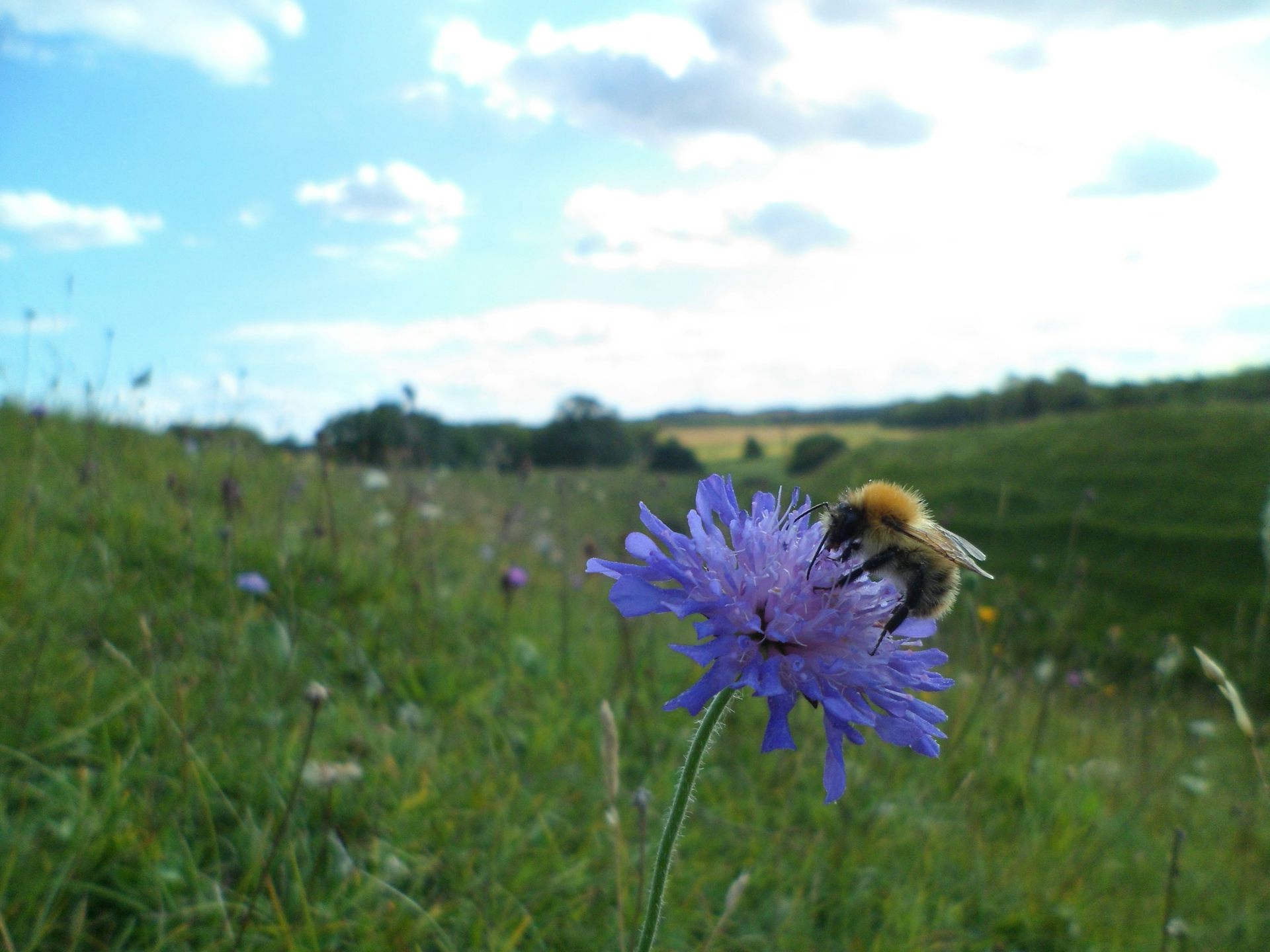 Plastic waste is visible, but ‘natural capital’ such as bees makes more ...
