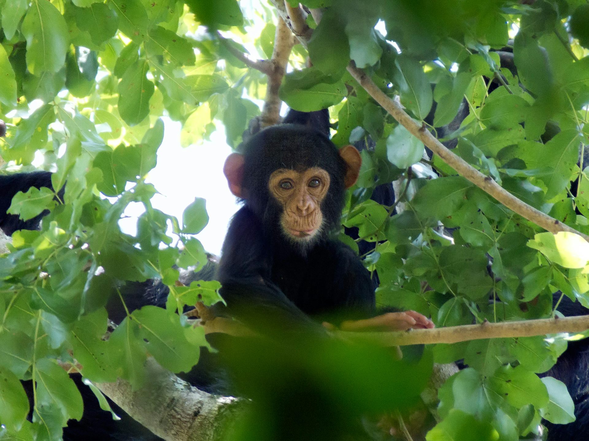 How chimp DNA techniques turned us into jungle detectives