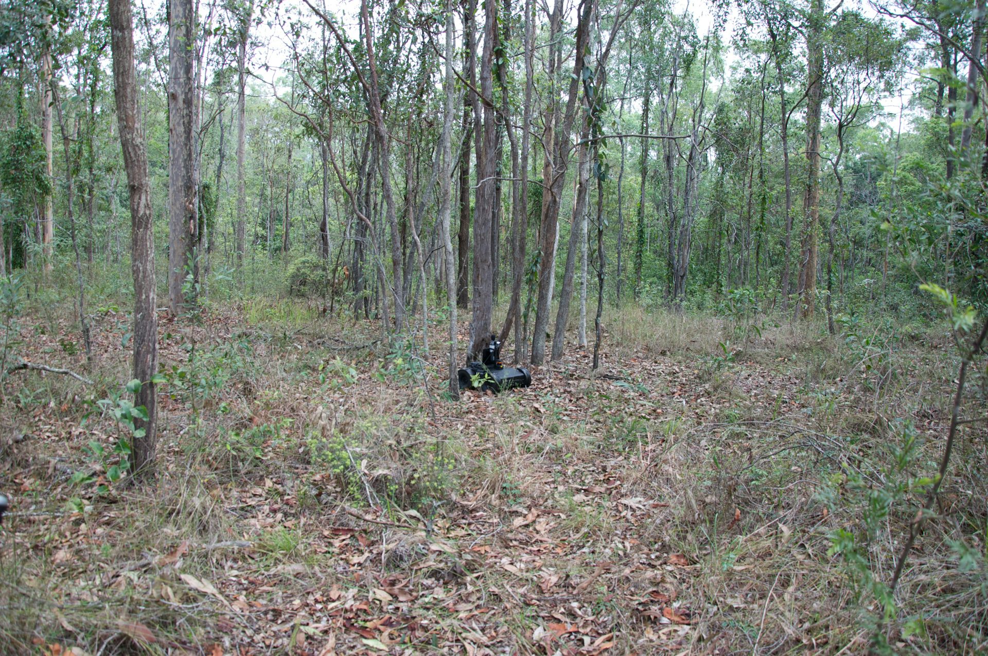 Stealth robots: spying on wildlife just got real