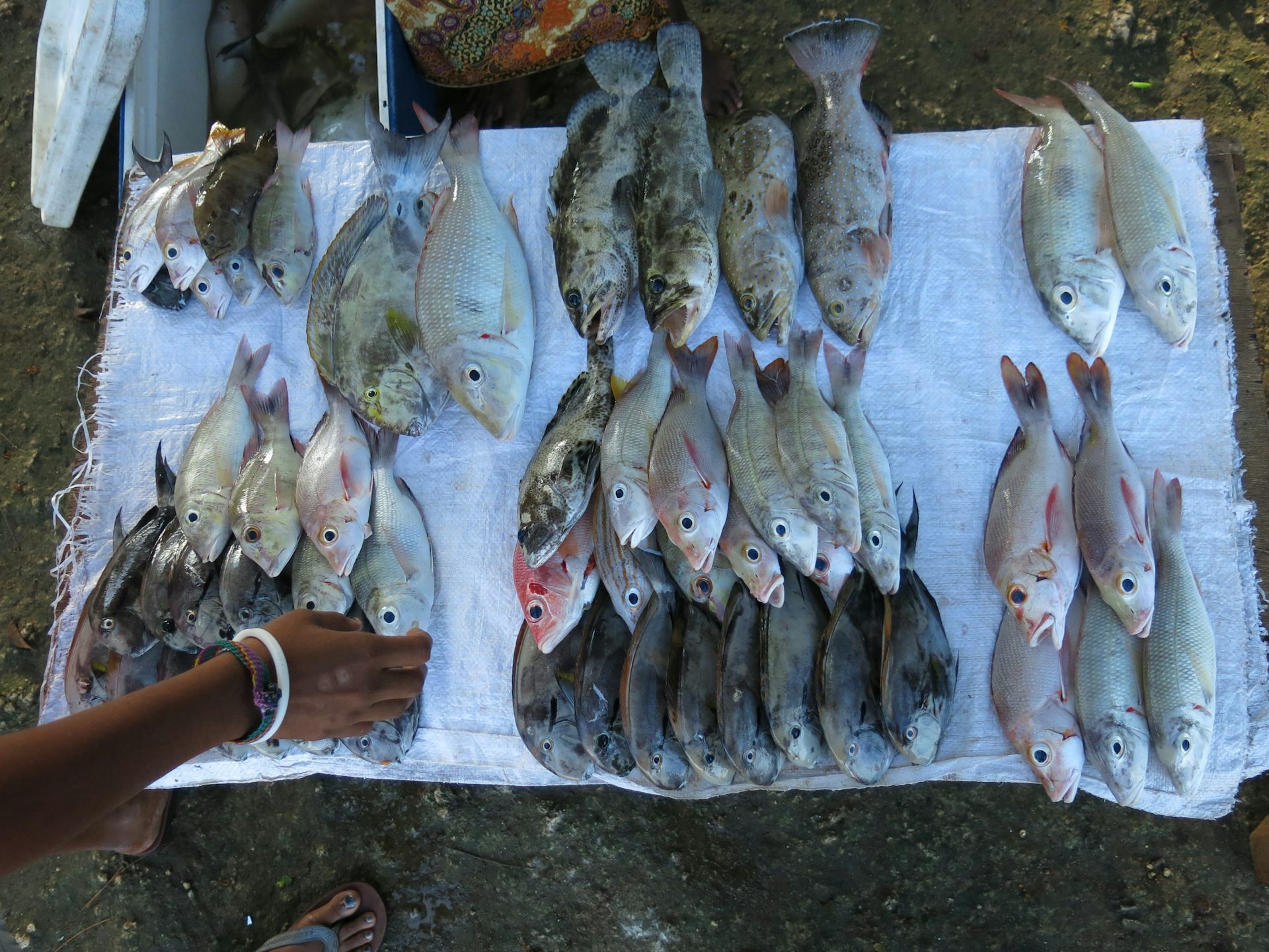 Less money, more problems – trying to get fisheries right