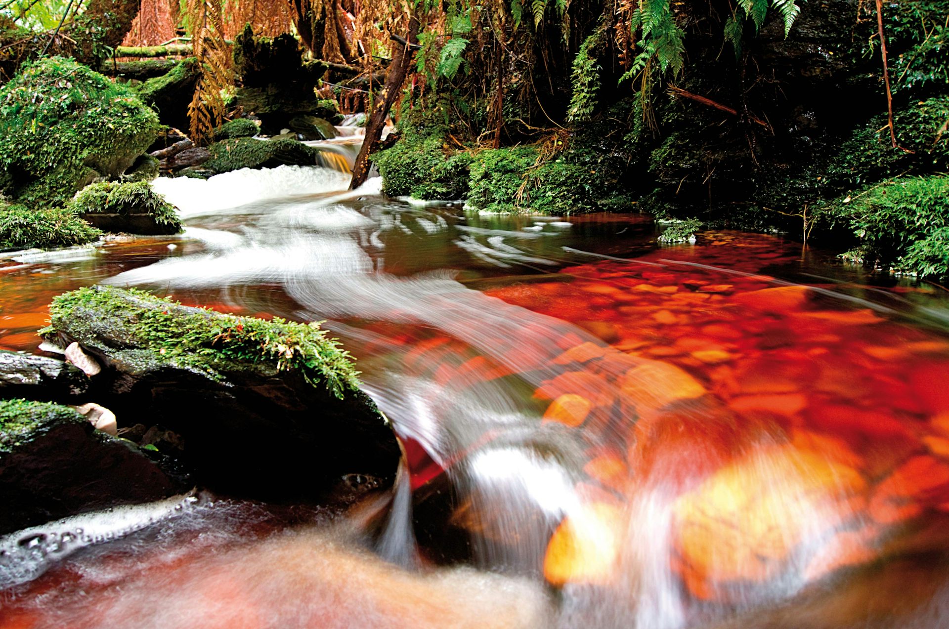 There’s more to the Tarkine than trees