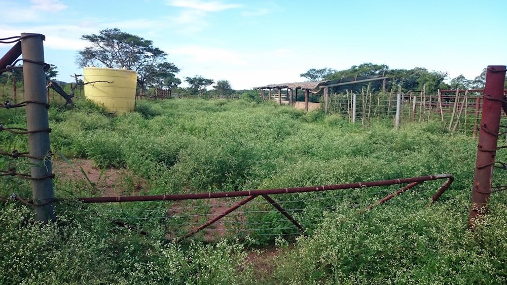 2018 - Keeping famine weed at bay - Wits University 2018 - Keeping famine weed at bay - Wits University