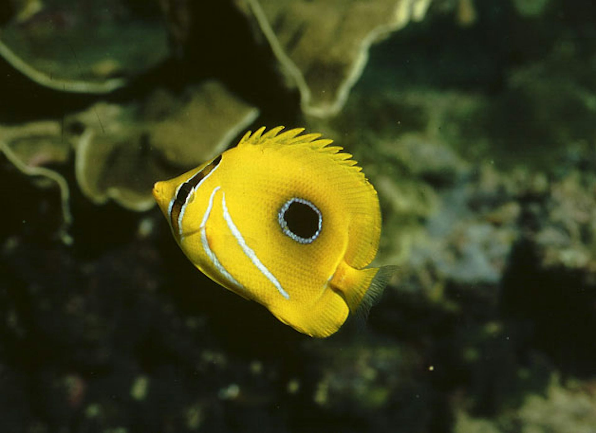 Dazzling or deceptive? The markings of coral reef fish