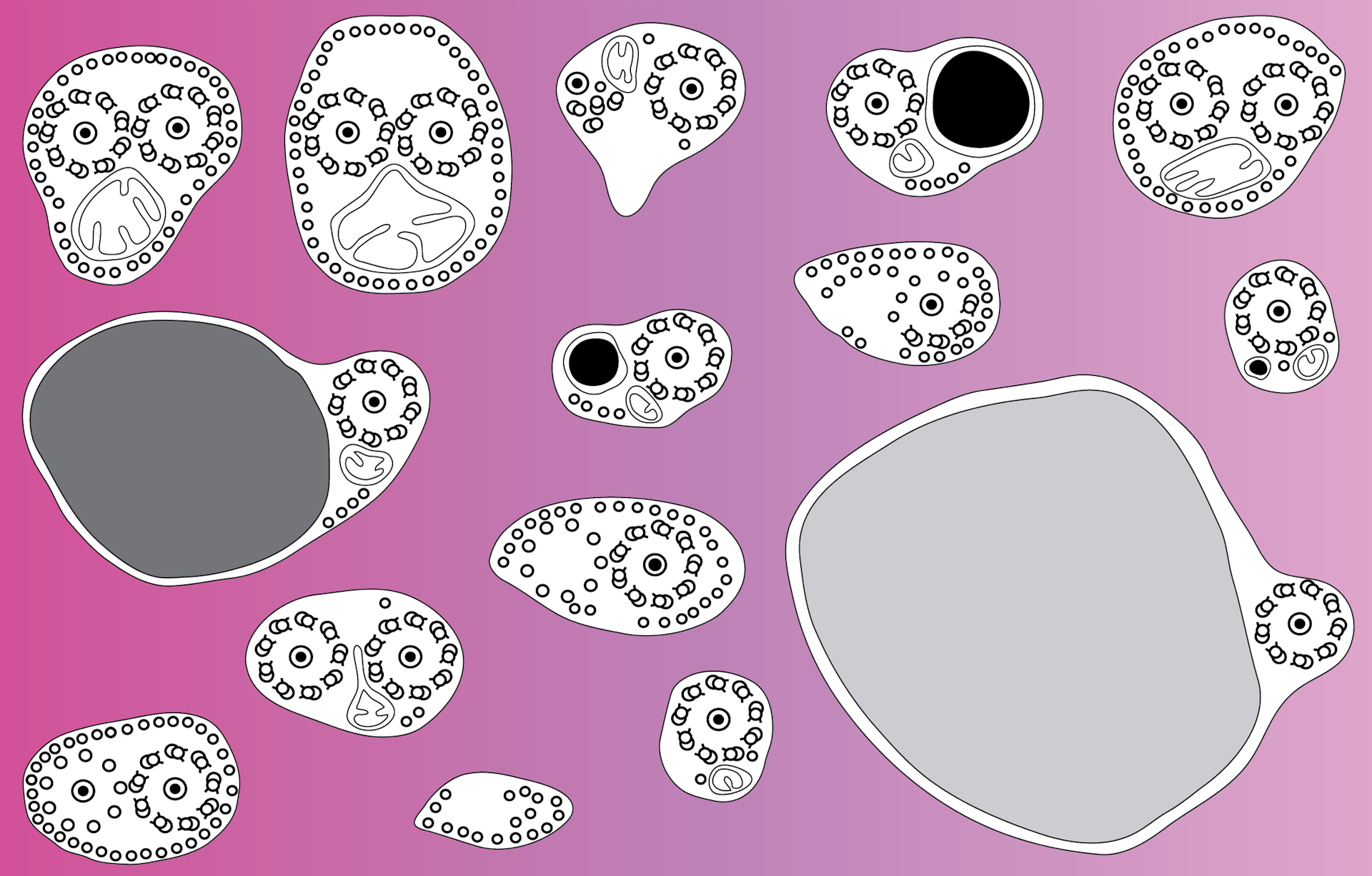 Comprendre l’évolution des vers parasites grâce à leurs spermatozoïdes