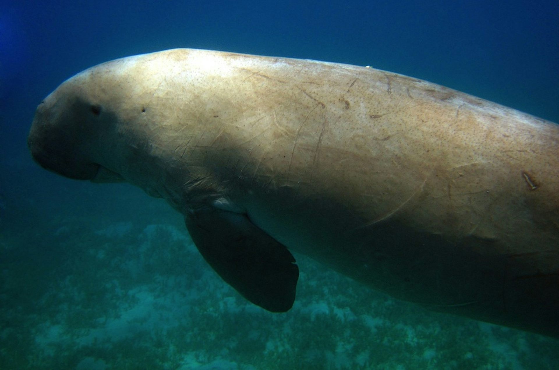 In the name of culture: dugong hunting is simply cruel
