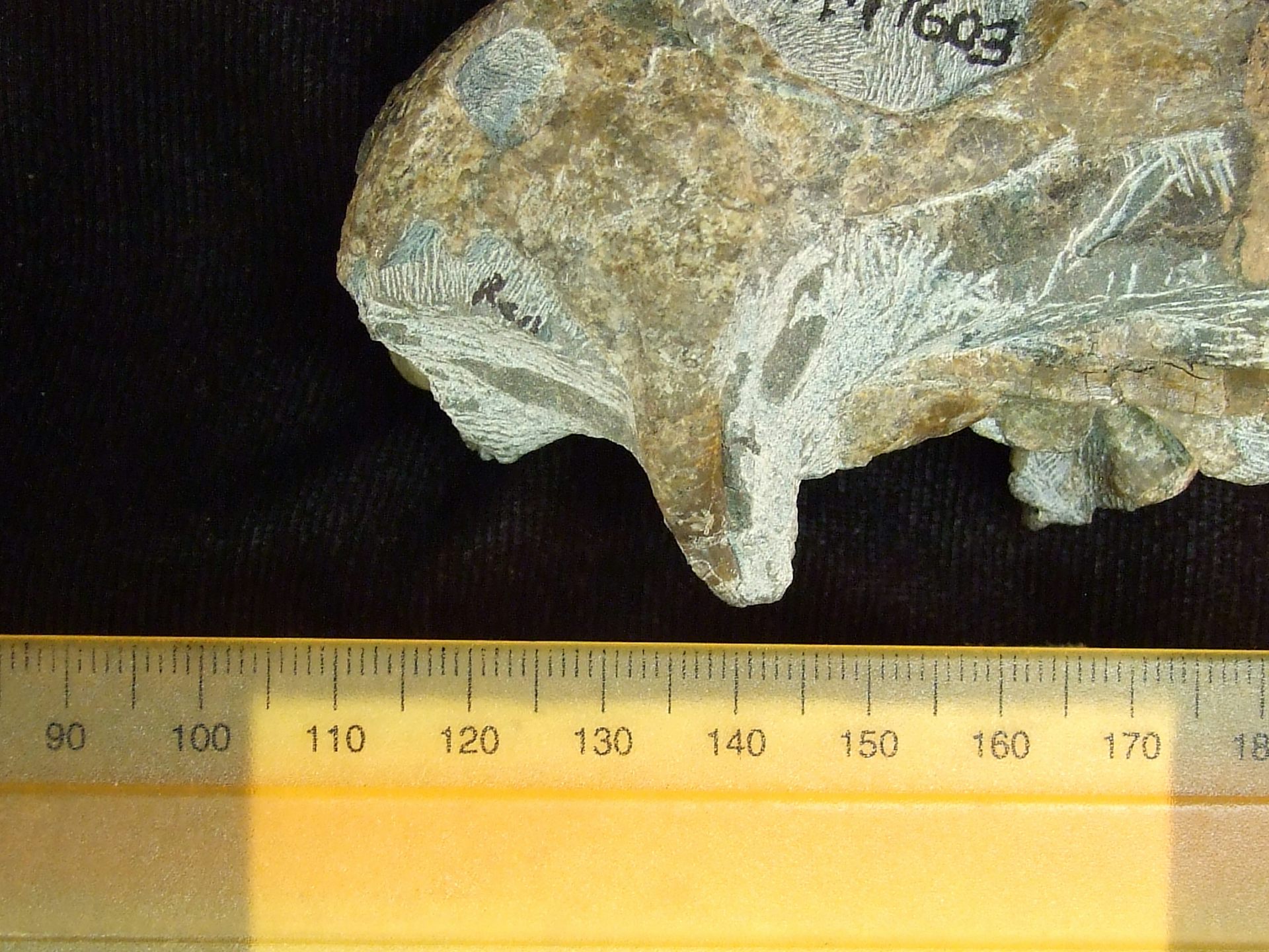 Fossil teeth reveal new facts about a mass extinction 260 million years ago