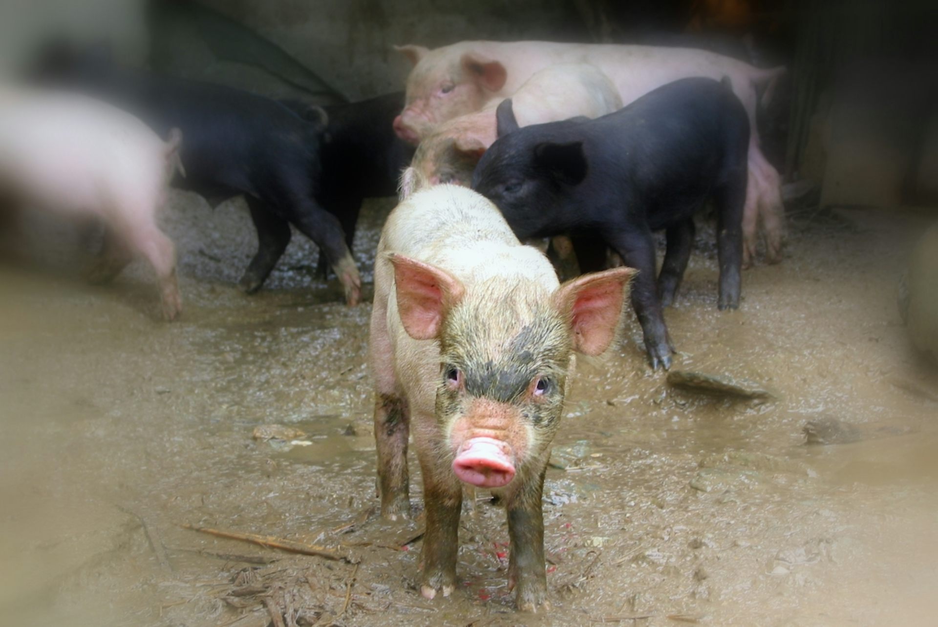 Pigs and pollution: China can’t keep ignoring the environment