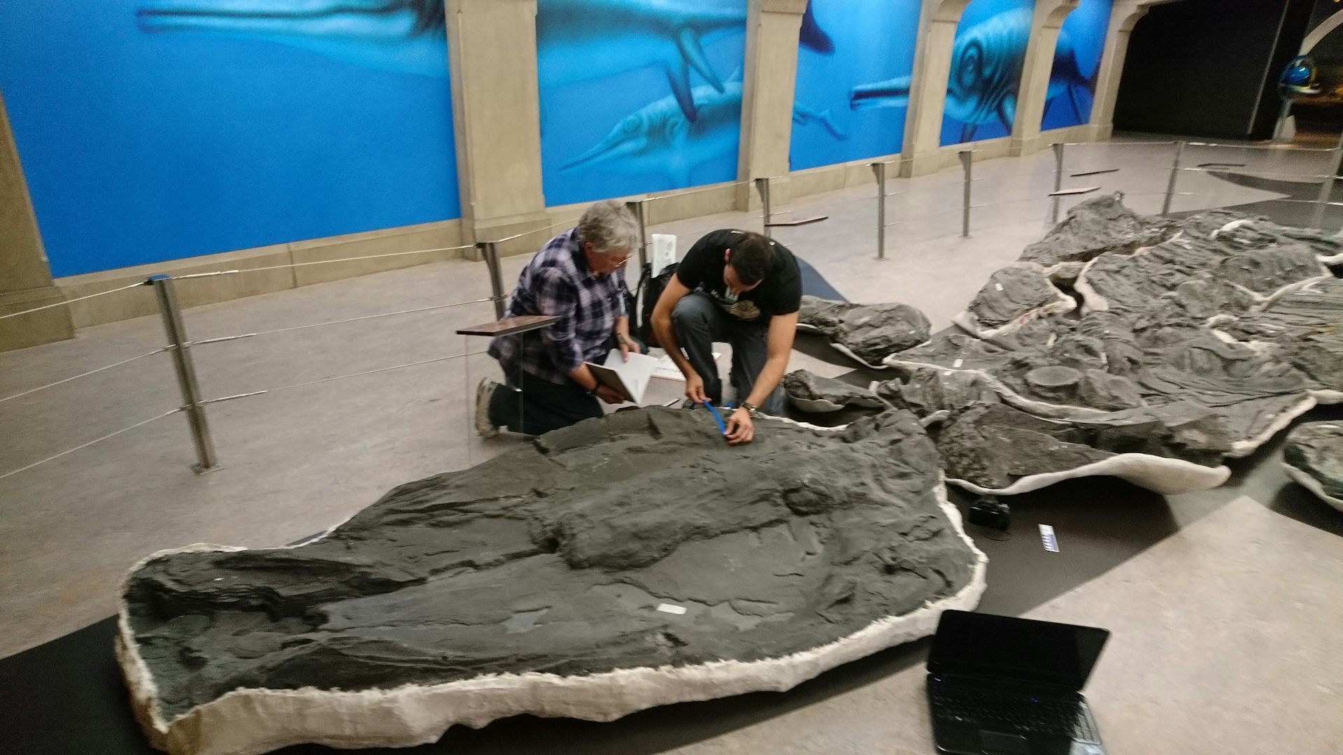 How we found a giant ichthyosaur almost as big as a blue whale