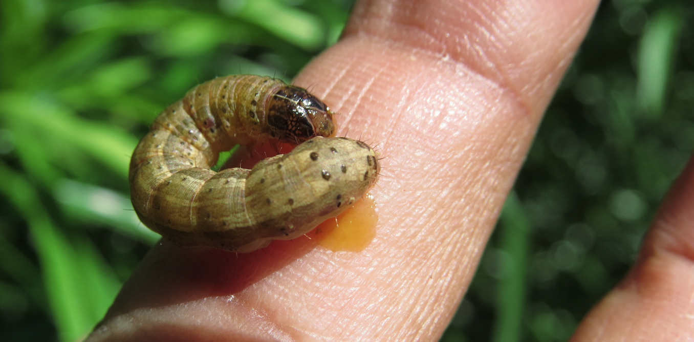 Exploring the best tactics to combat fall armyworm outbreaks in Africa Exploring the best tactics to combat fall armyworm outbreaks in Africa