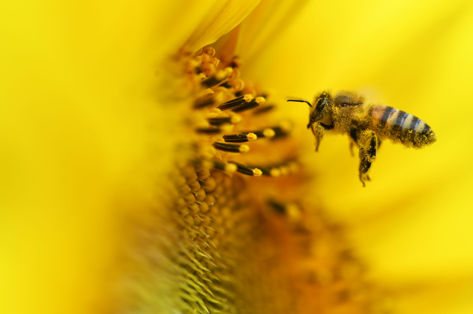 Bees get stressed at work too (and it might be causing colony collapse)