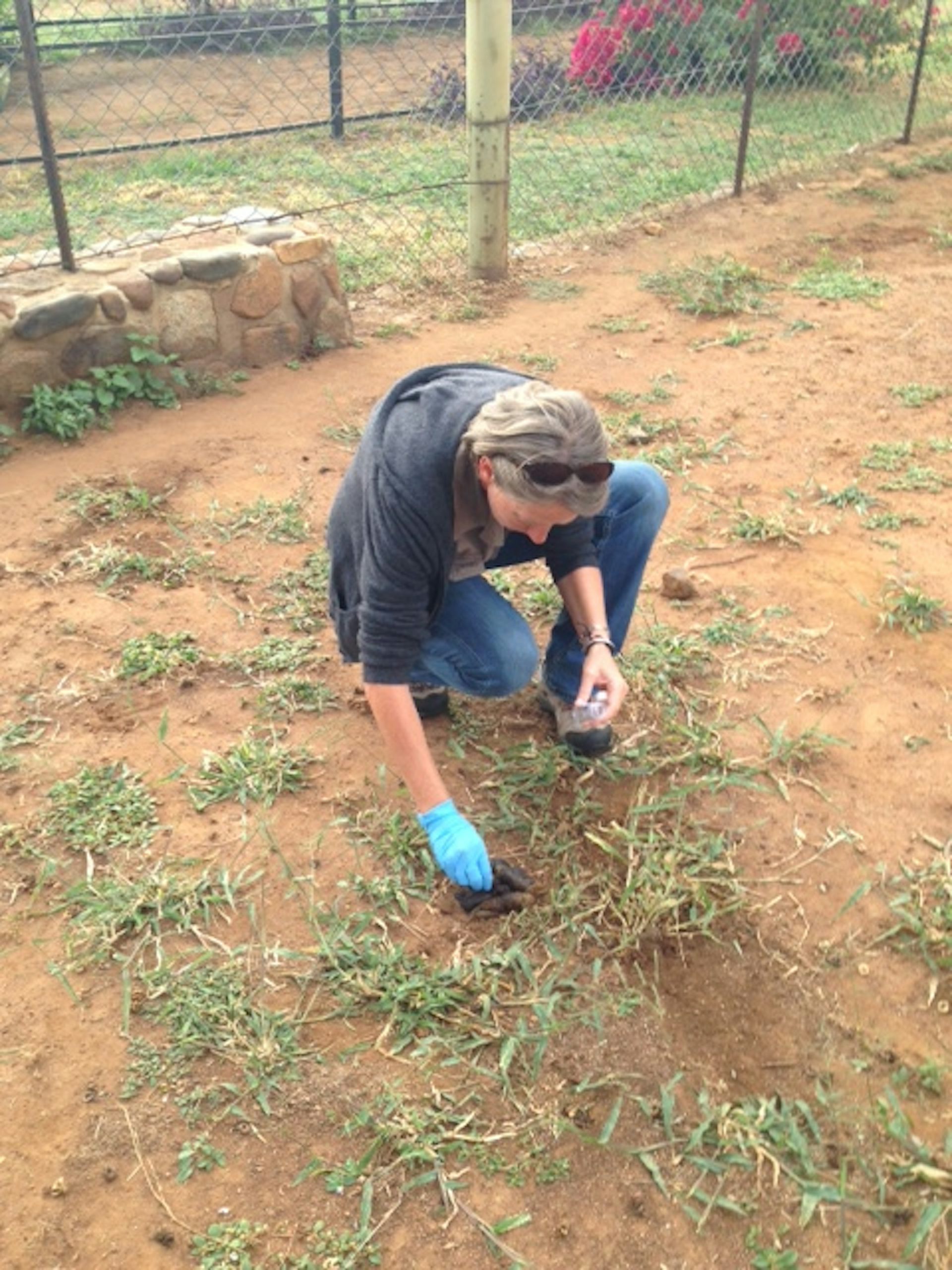 Leopards get stressed. Here's how we know -- and why it matters