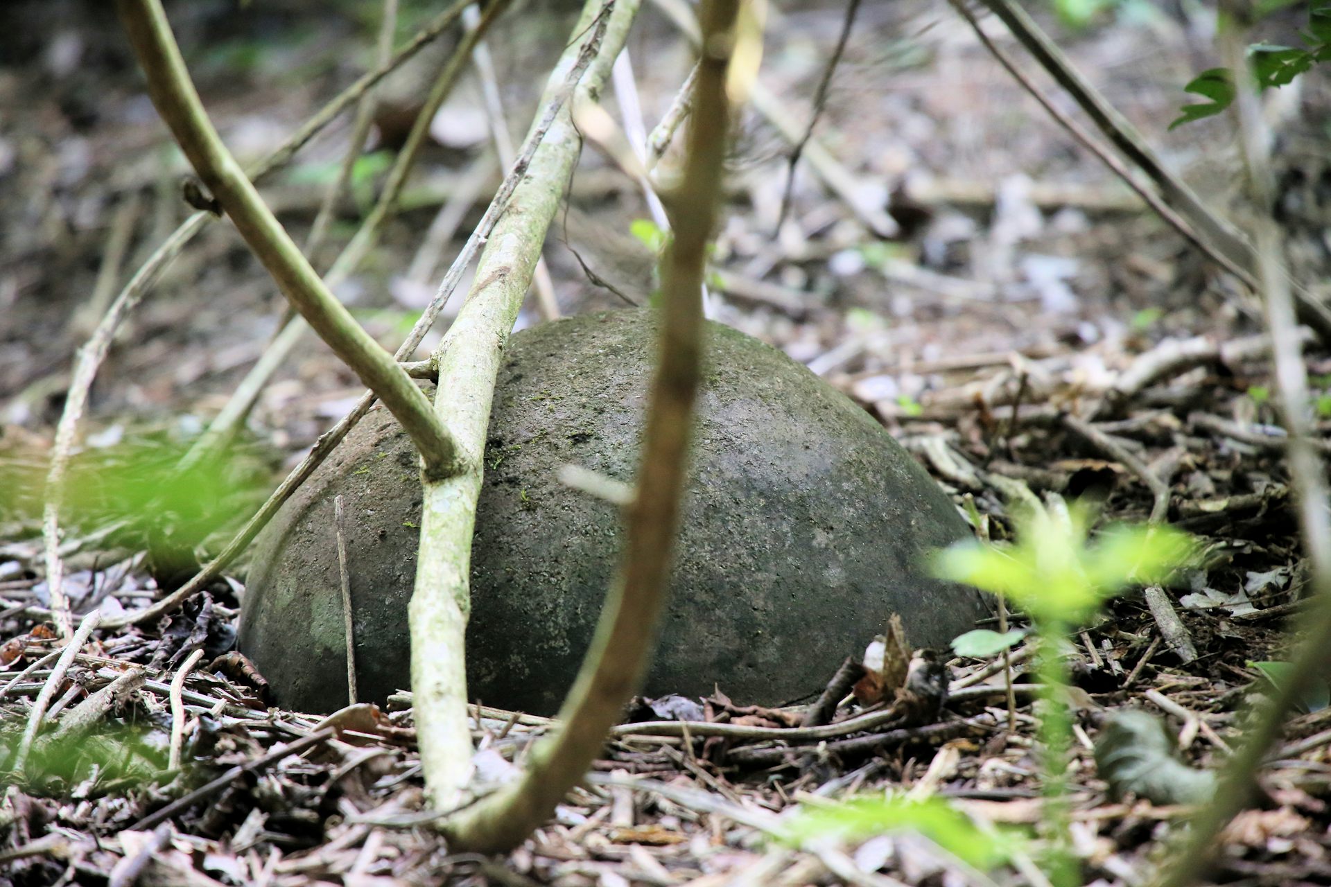 Why we explored an undisturbed rainforest hidden on top of an African mountain