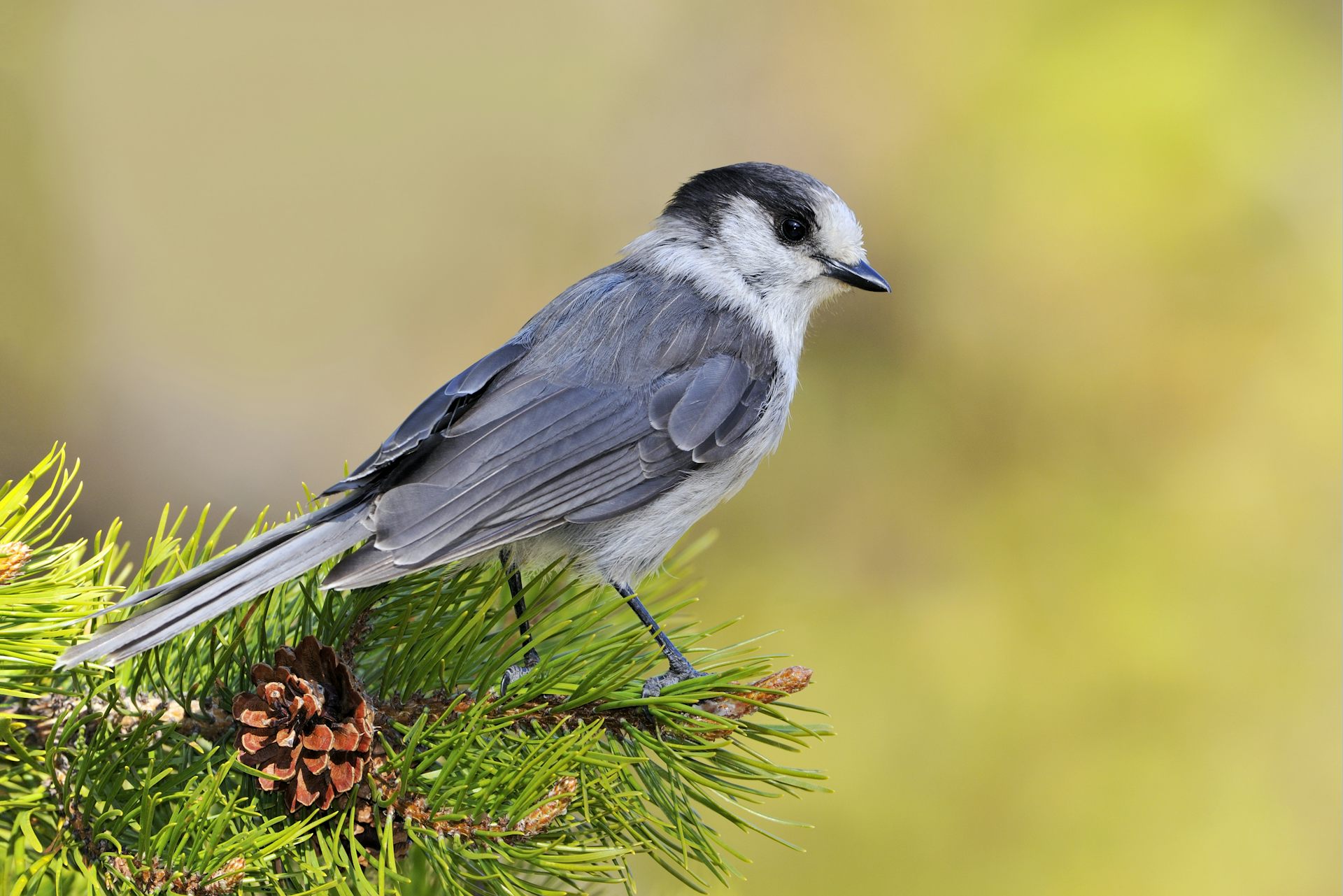 Oh, Canada! The Canada jay gets its name back in time for the holiday