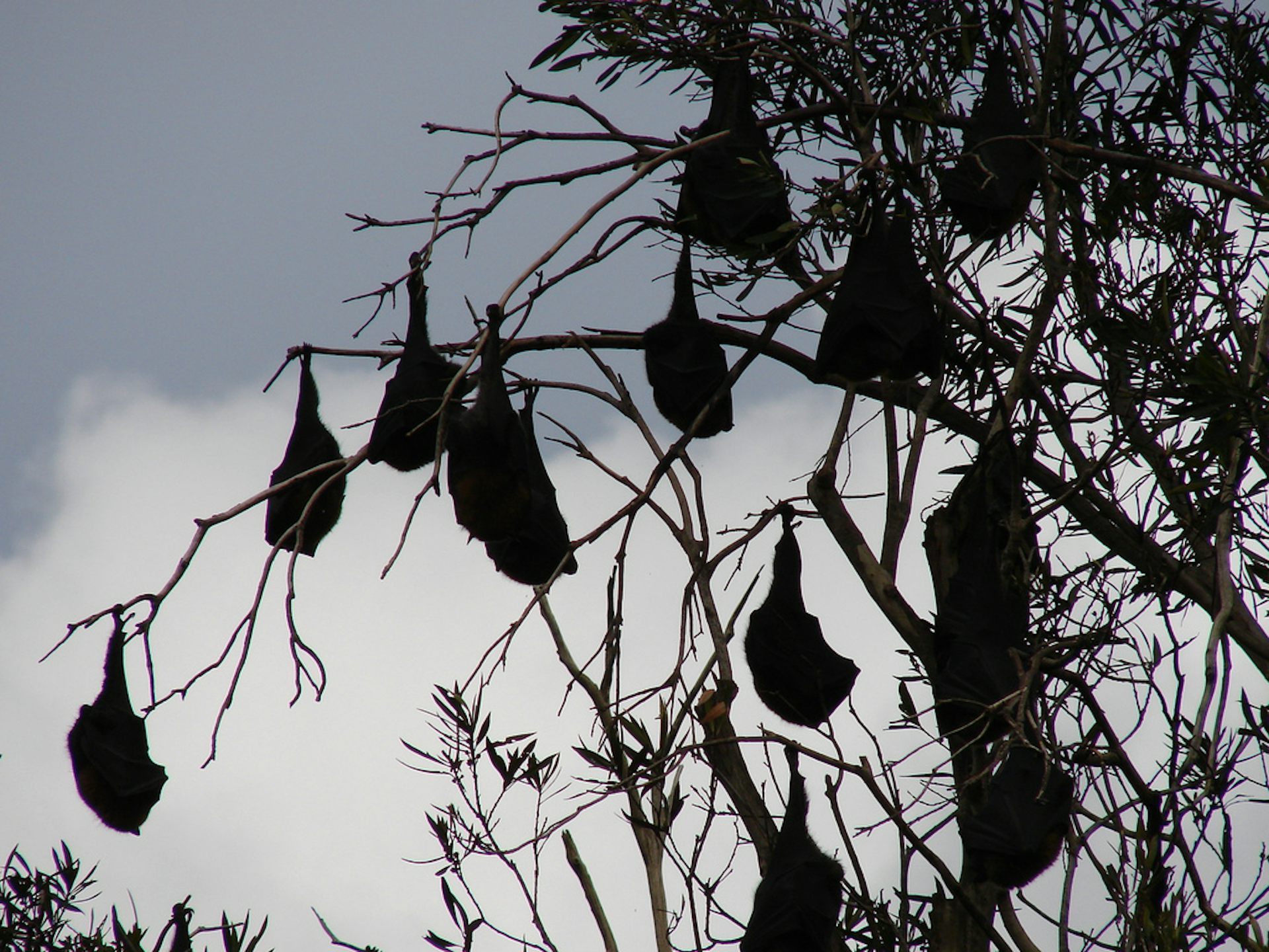 Breaking up bat colonies doesn’t eliminate health risks