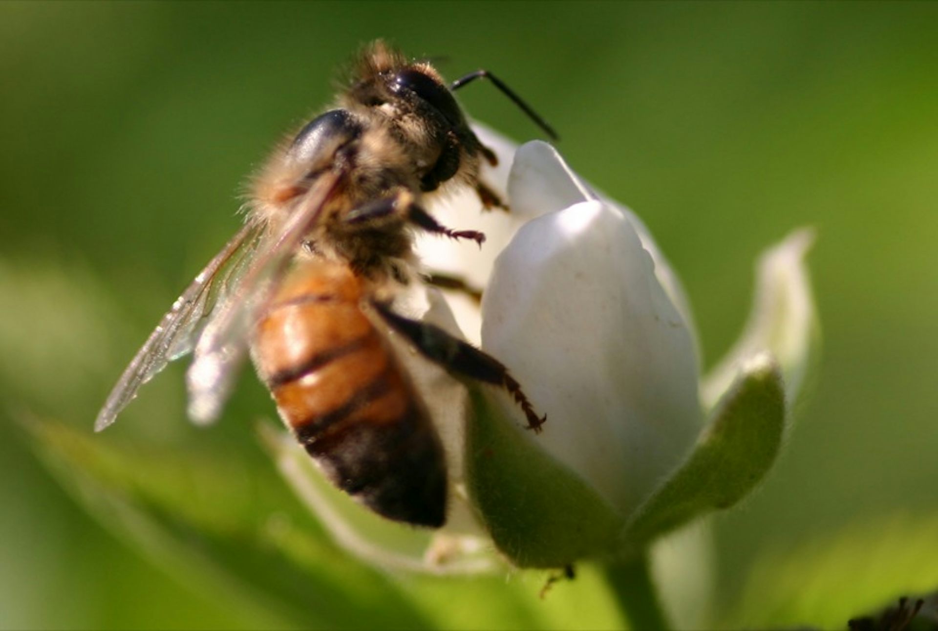 Poor nutrition may be another reason for the declining honey bee population