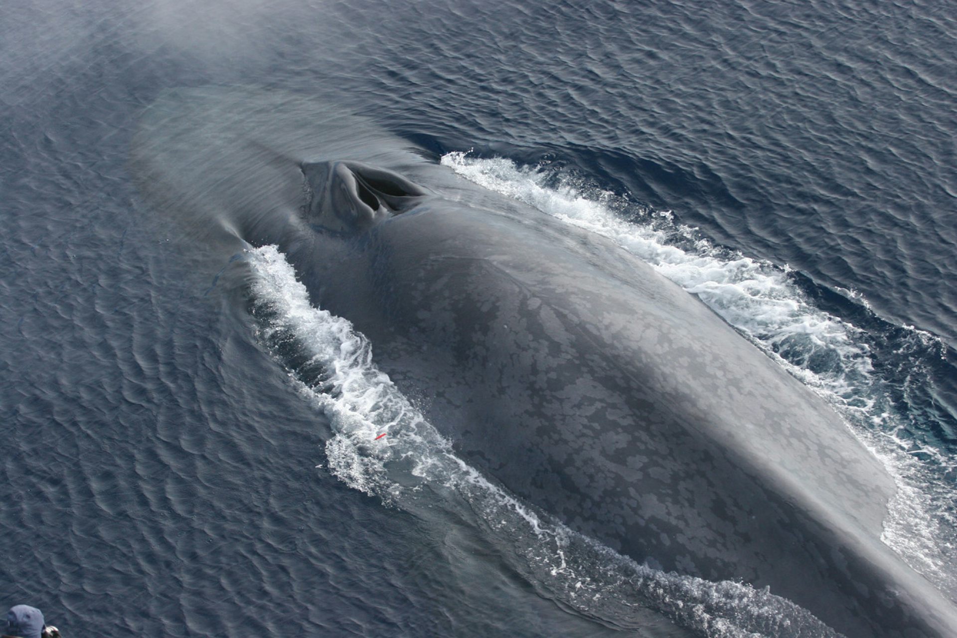 How to hunt a species to extinction