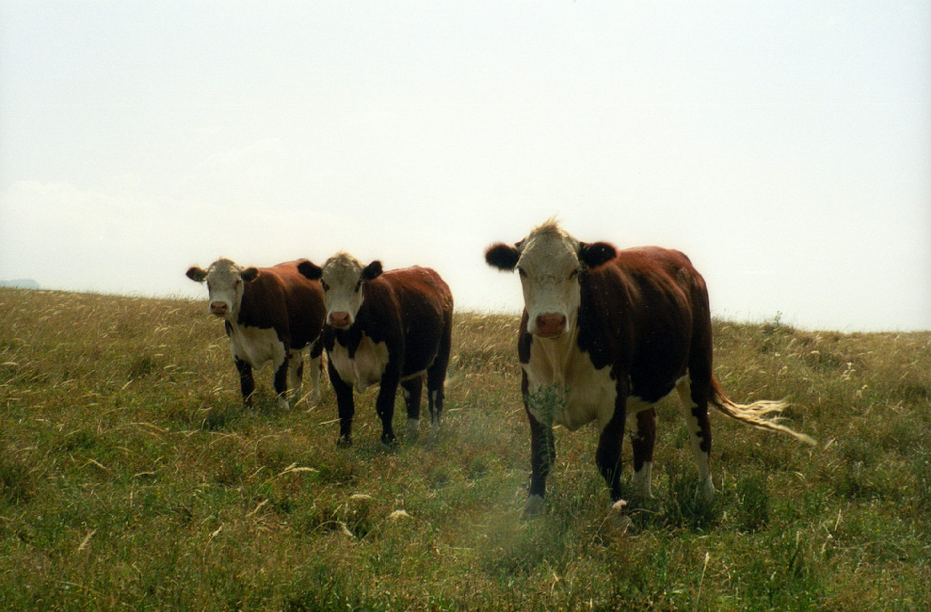 Cattle slaughter in topsy turvy land