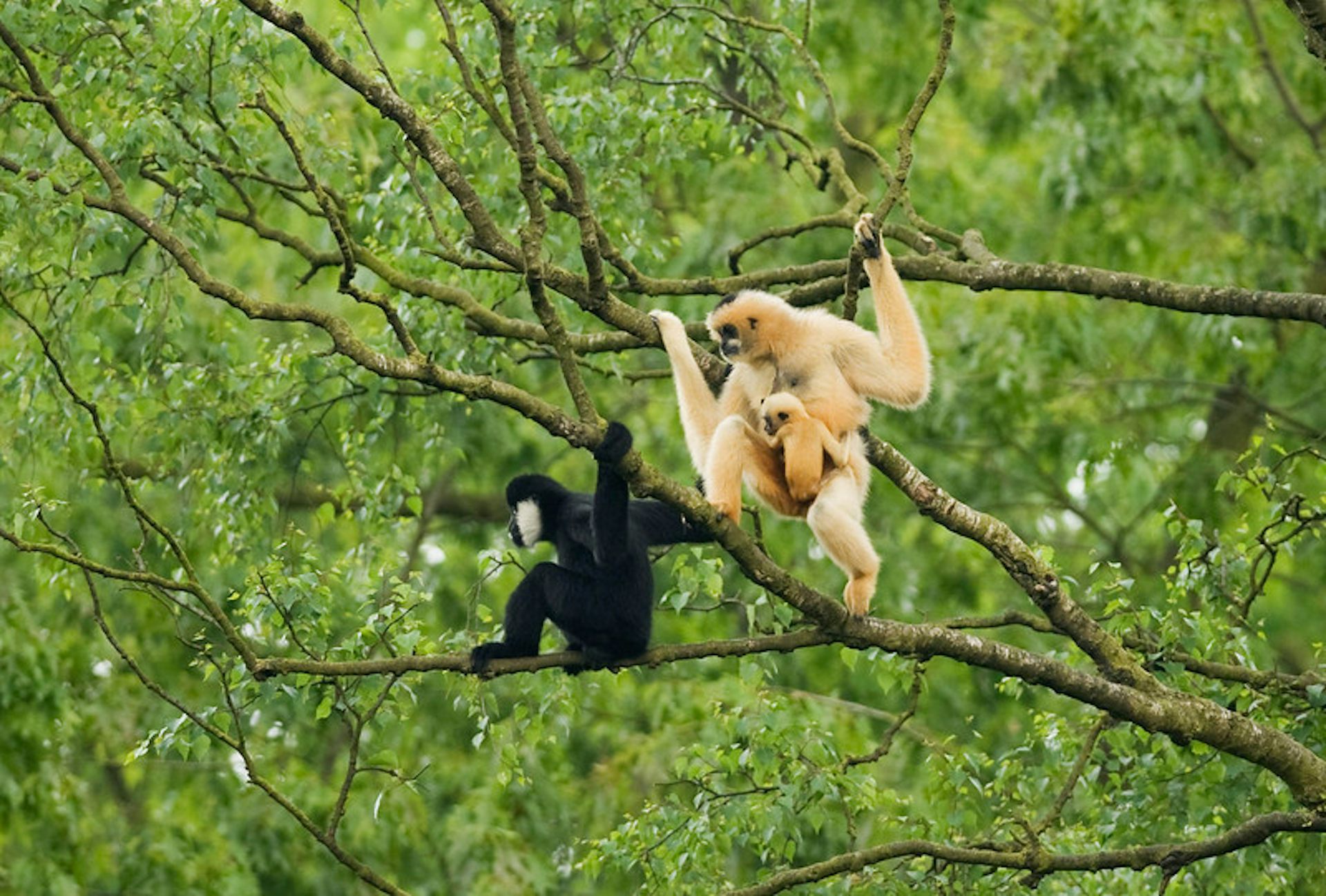 The survivors: largest remaining group of endangered gibbons discovered