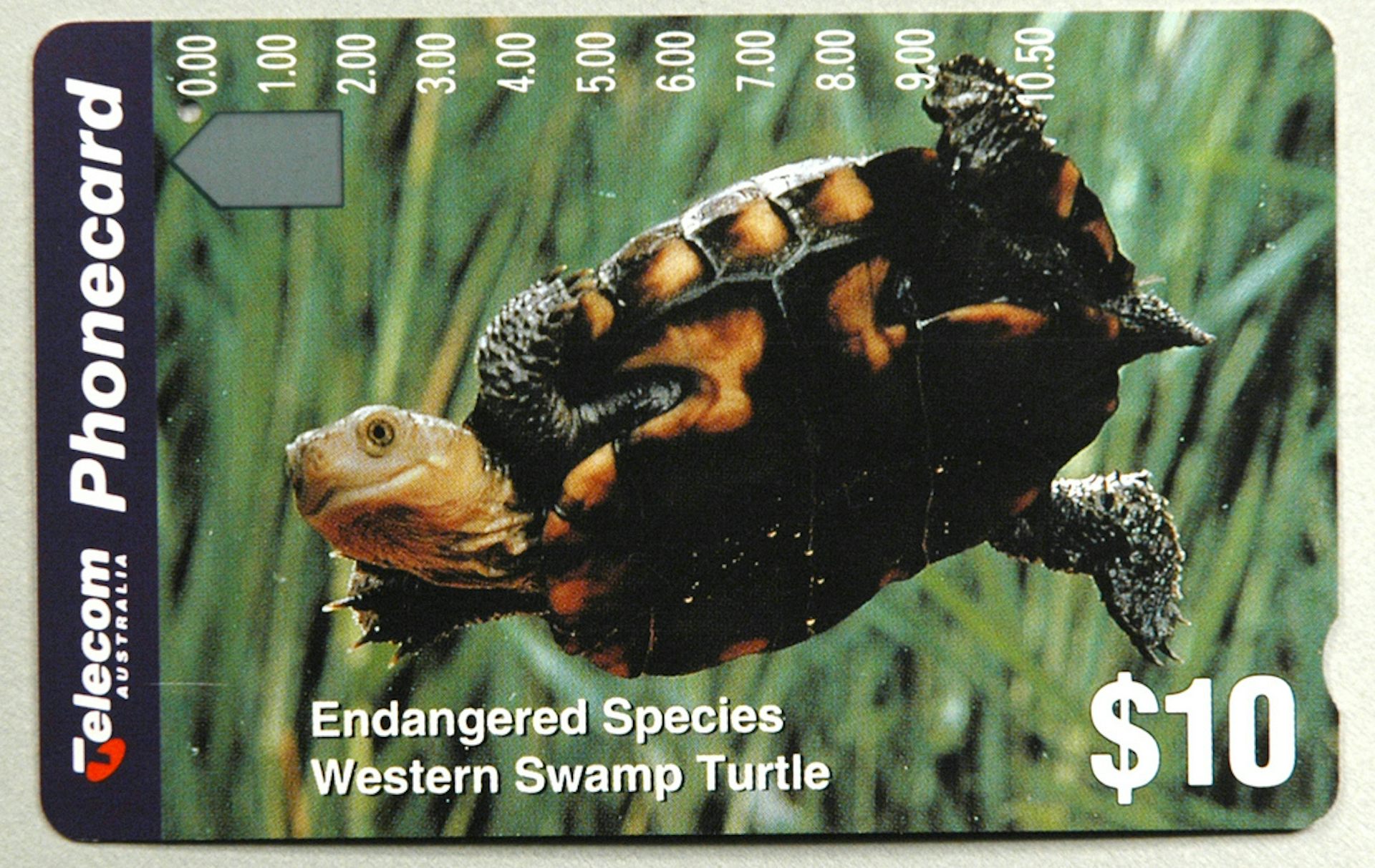 Charles Darwin's evolutionary revelation in Australia