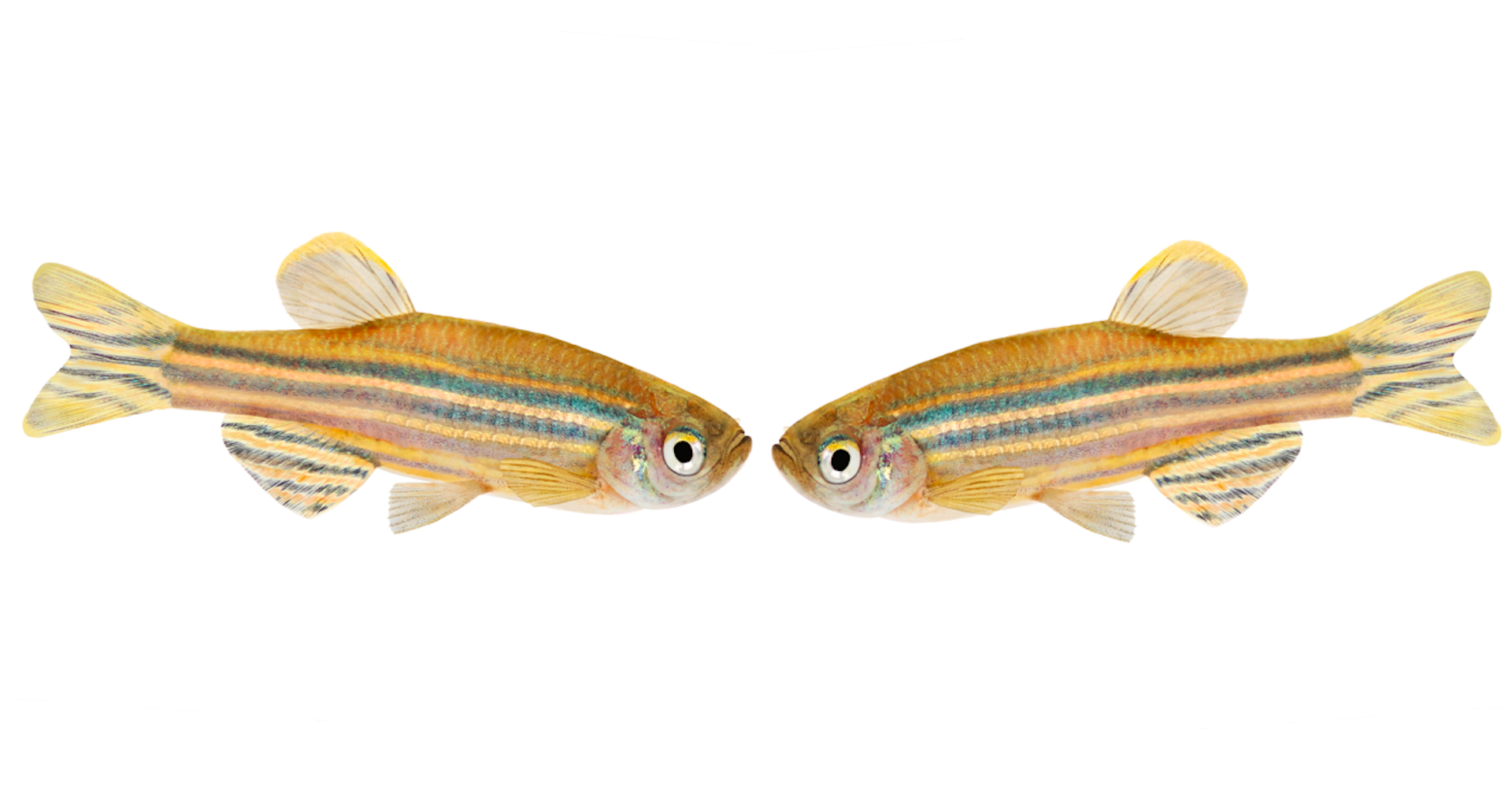Animals in research: zebrafish