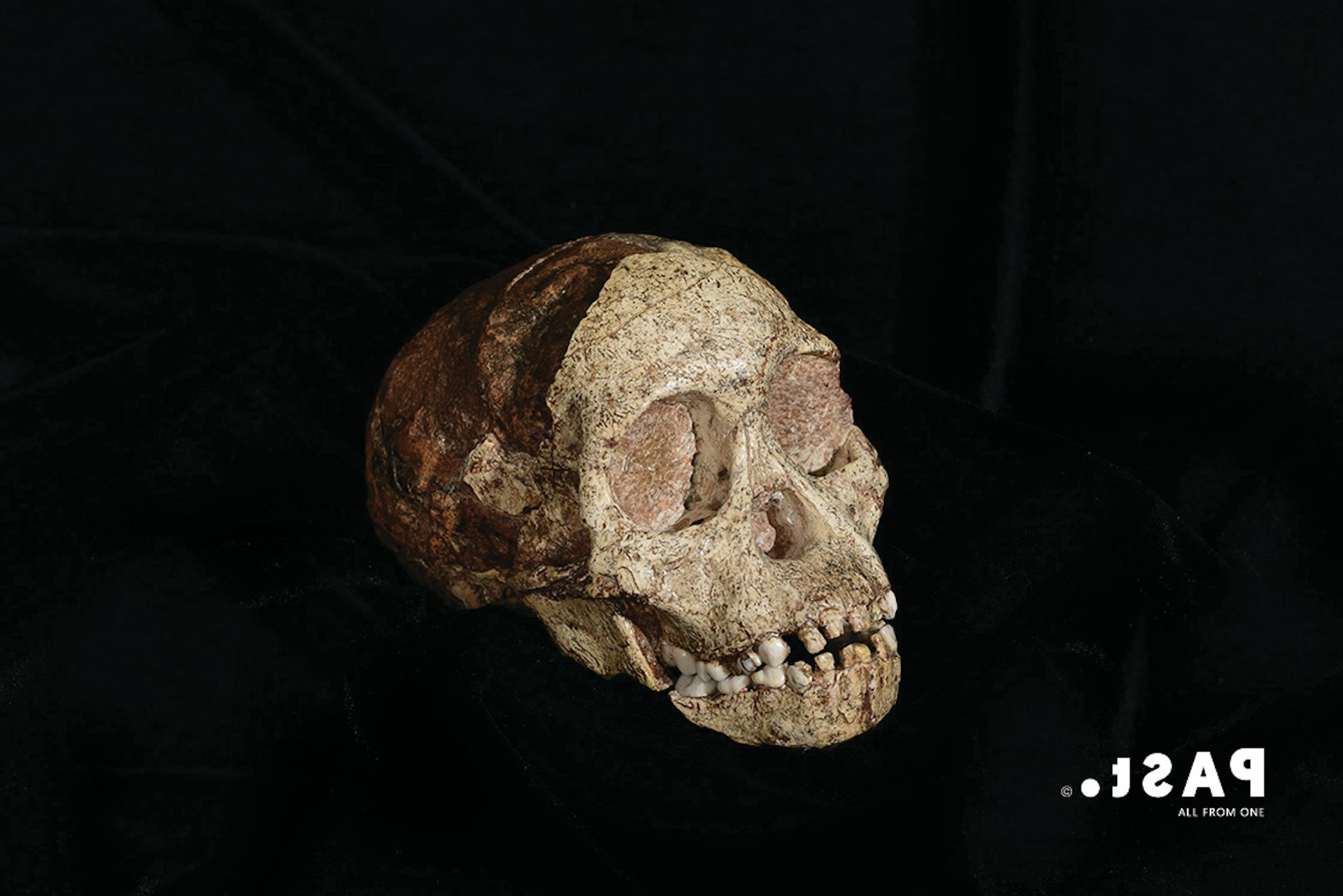 Palaeontology: a way of reaching into the past to build lessons for the ...