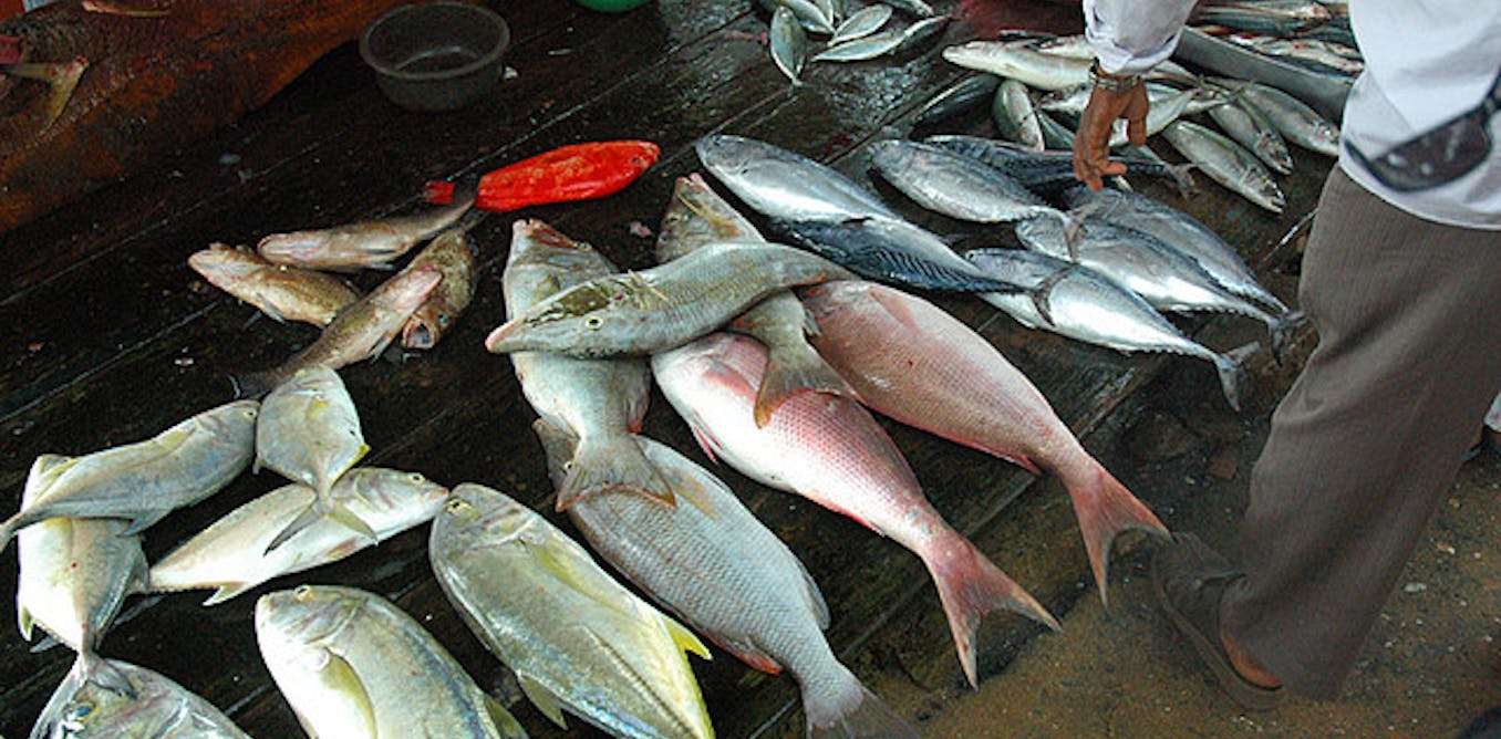 Climate change threatens global fish stocks Climate change threatens global fish stocks