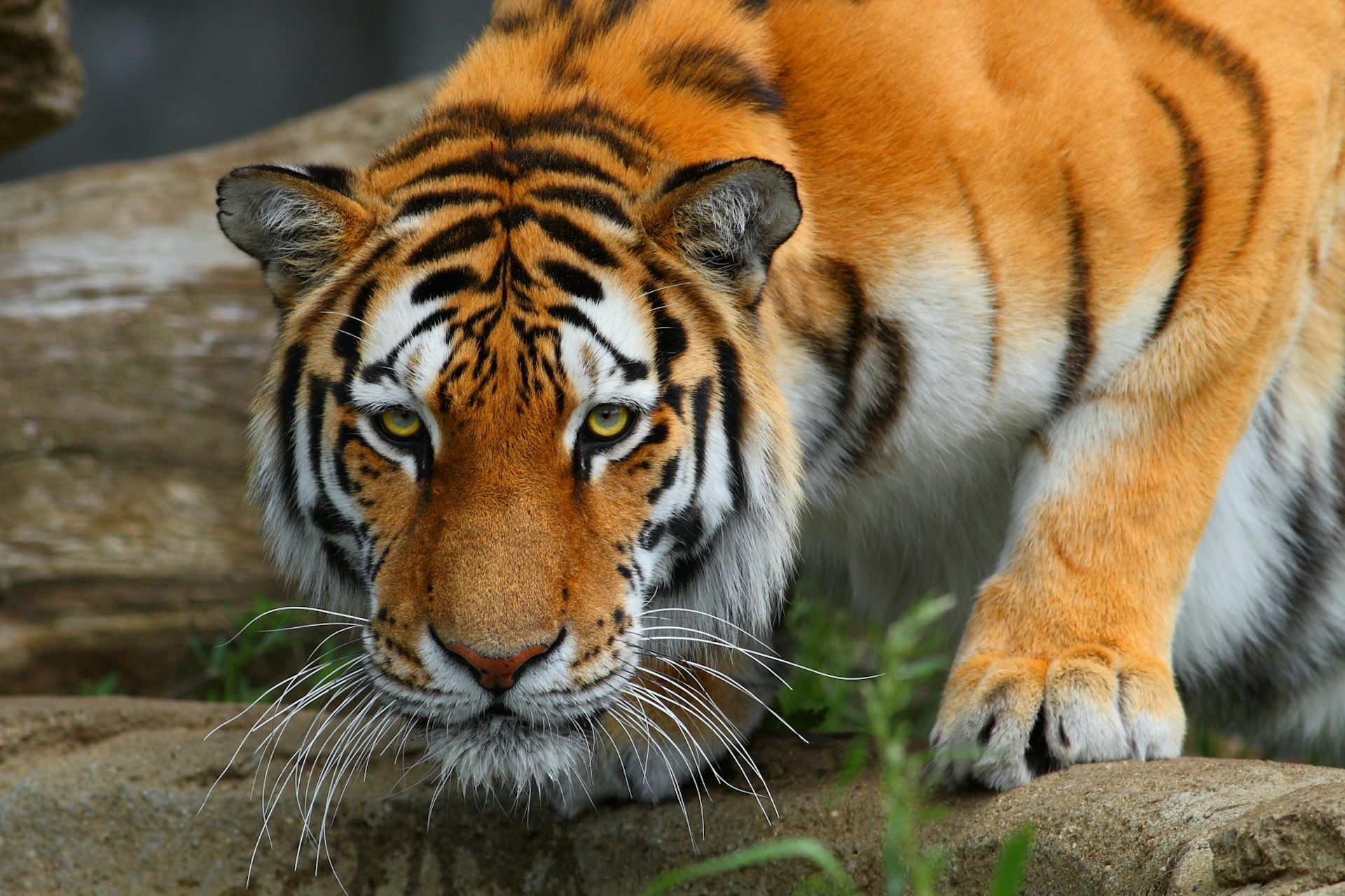 For the endangered tiger, genetics may finish what the Raj started
