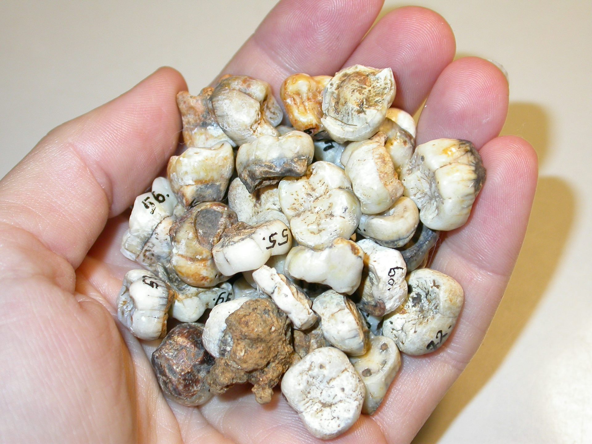 What teeth can tell about the lives and environments of ancient humans ...