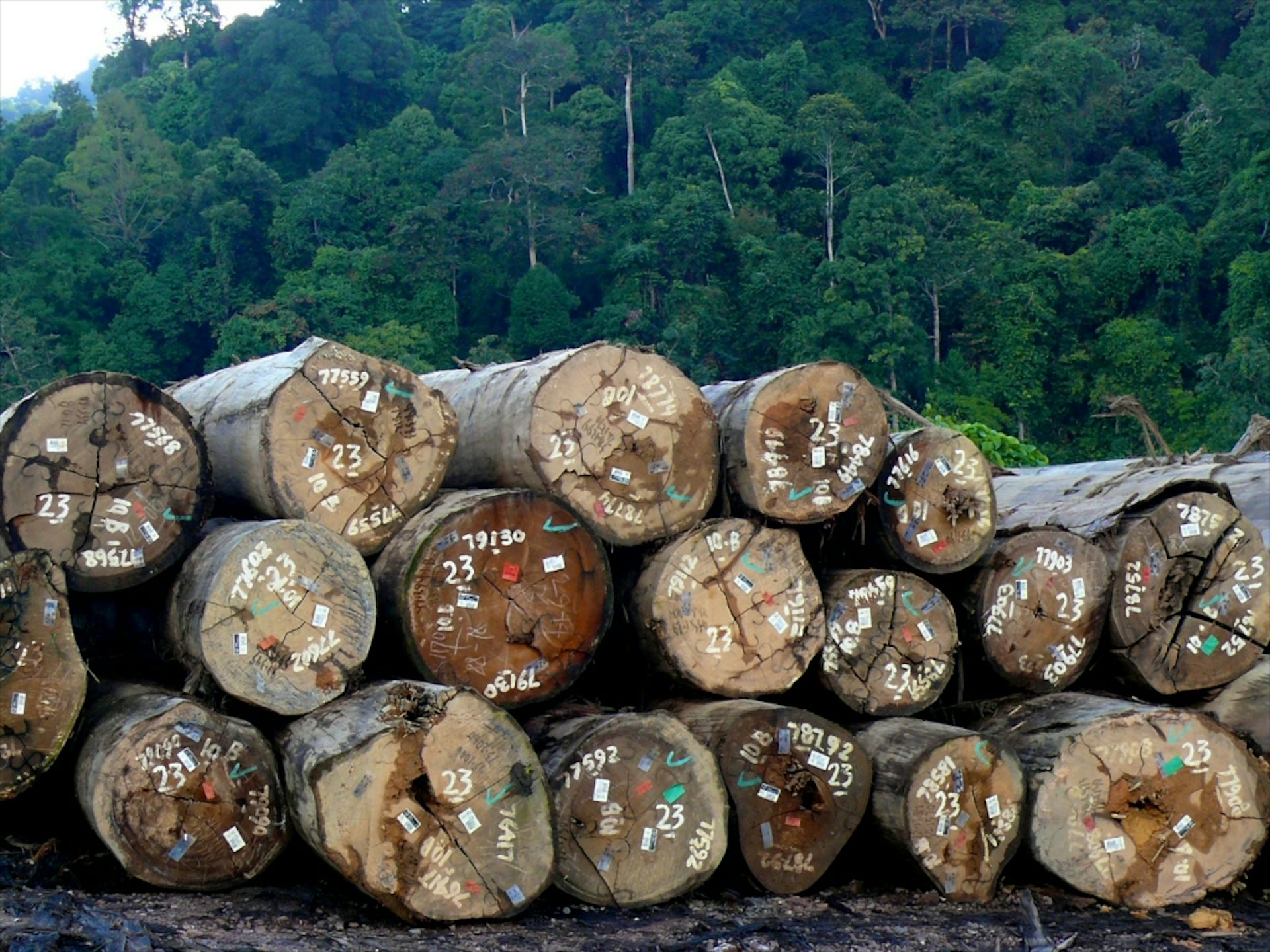 Forest certification: a small step towards sustainability