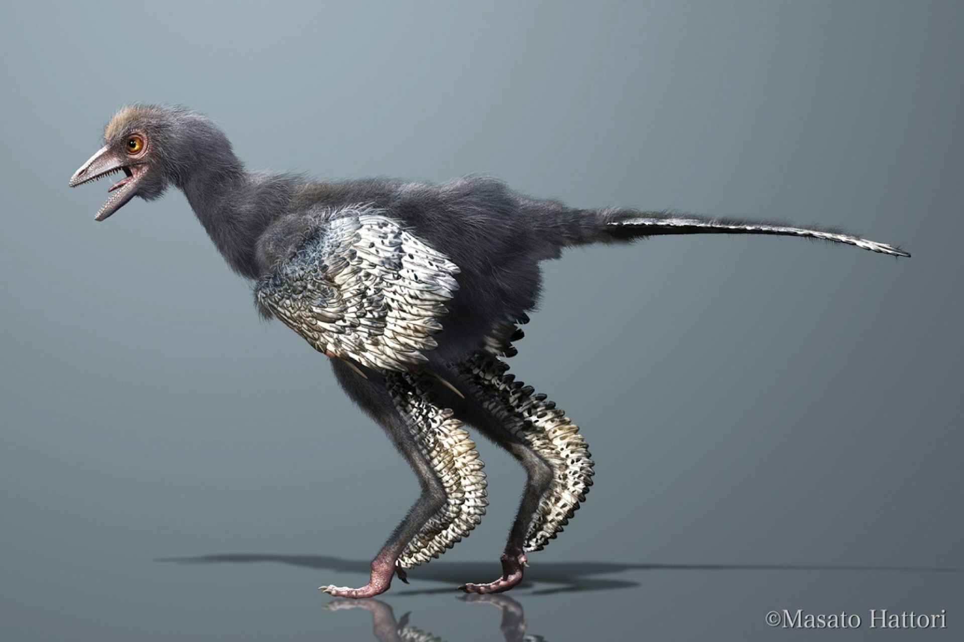 Cheep thrills: new dinobird puts Archaeopteryx back on its perch