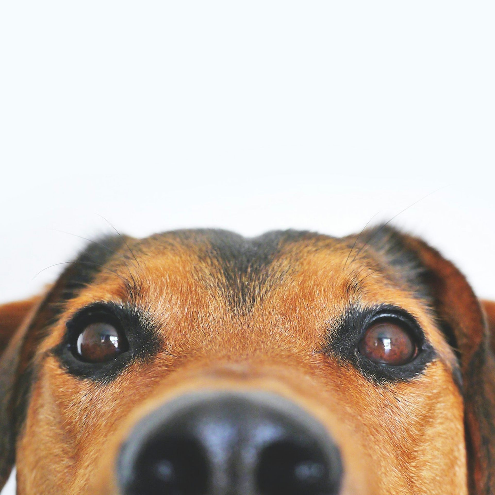 Comment les humains ont façonné le cerveau des chiens et pourquoi ils ...