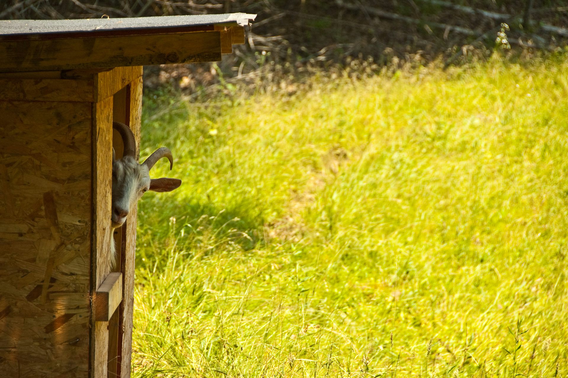 The Monty Hall problem: going with your gut will get your goat