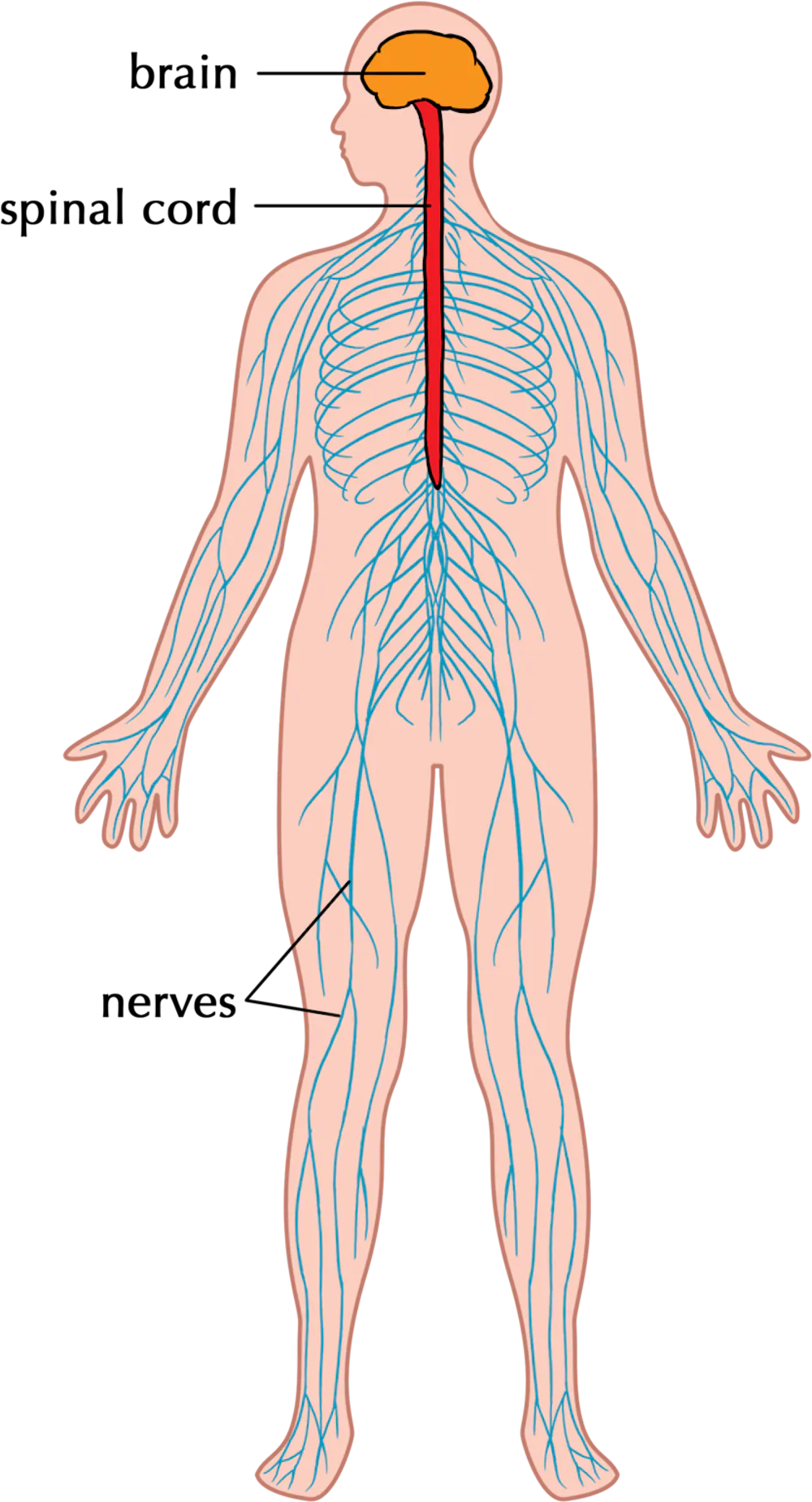 Advanced Digital Networks Look A Lot Like The Human Nervous System Advanced Digital Networks Look A Lot Like The Human Nervous System
