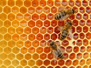 Bee Hive Toys Toys Games Stuffed Animals Plushies Etna pe Bee Hive Toys Toys Games Stuffed Animals Plushies Etna pe