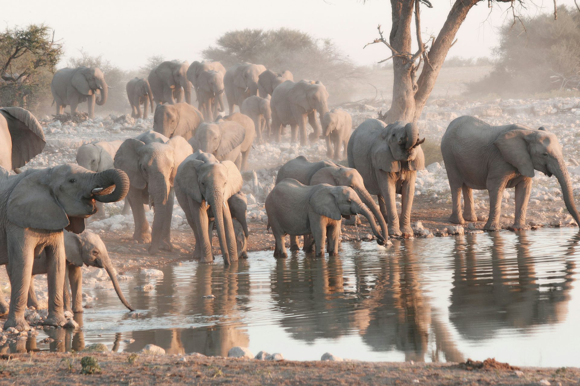 Banning trophy hunting imports won’t save the world’s wildlife