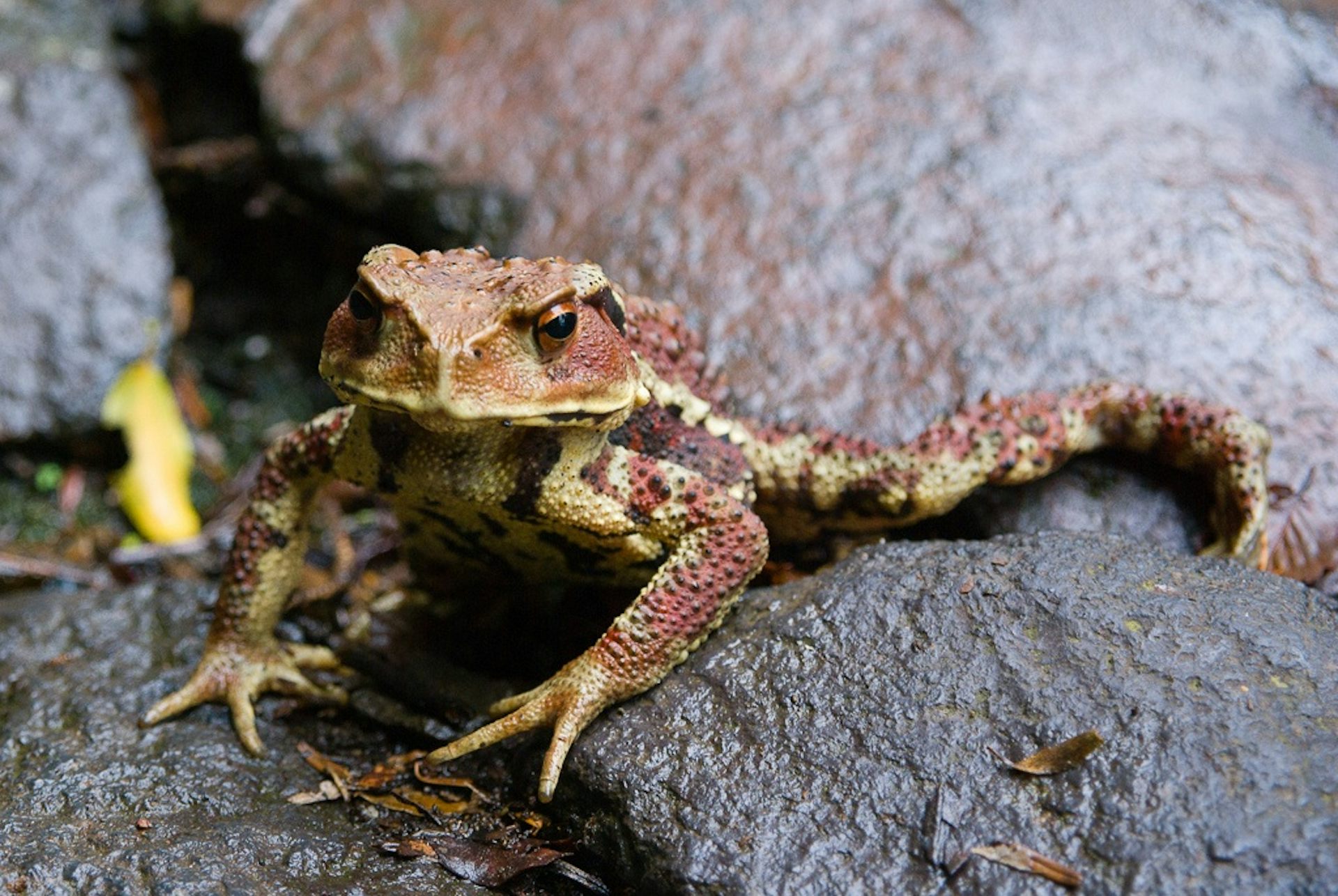 Japan's PM has frog in throat as ecological crisis looms