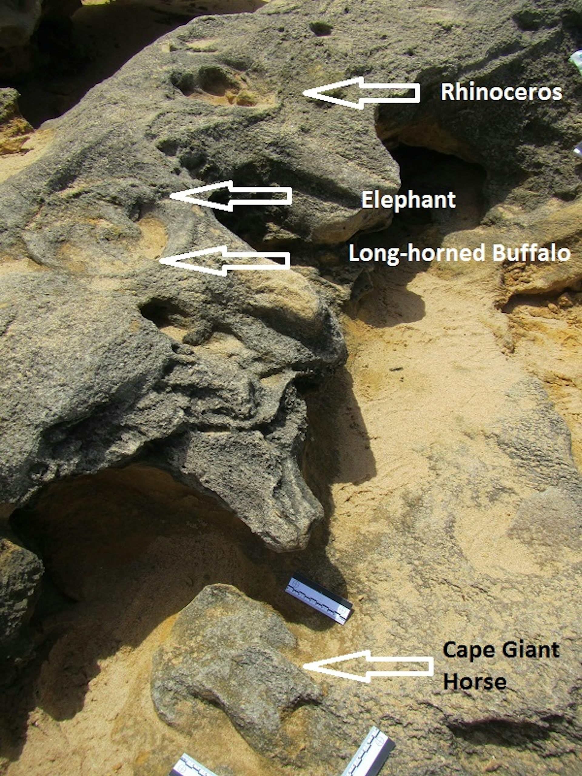 Tracks in rocks tell us where ancient animals roamed in southern Africa
