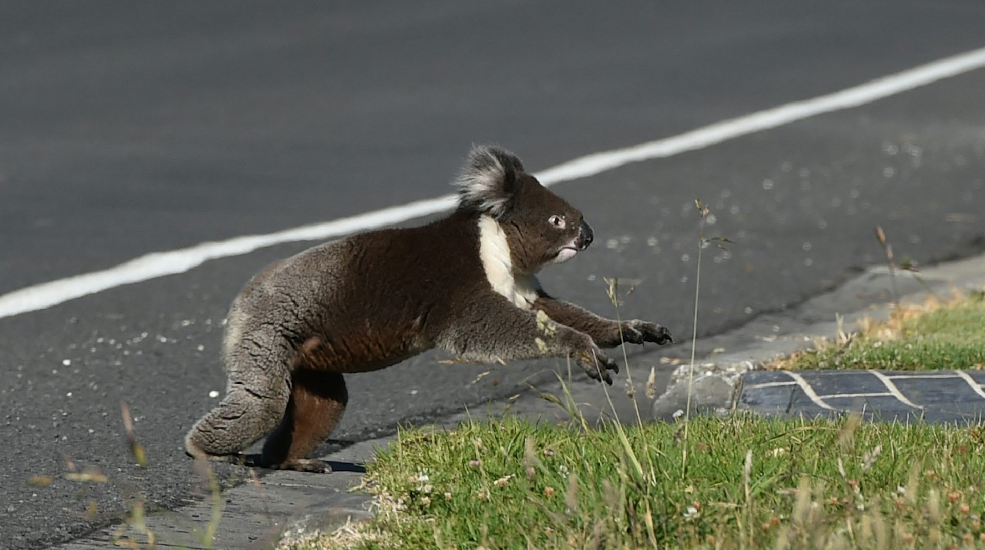 Koalas can learn to live the city life if we give them the trees and ...