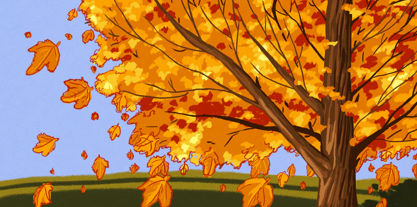 Curious Kids Why Do Leaves Fall Off Trees Curious Kids Why Do Leaves Fall Off Trees
