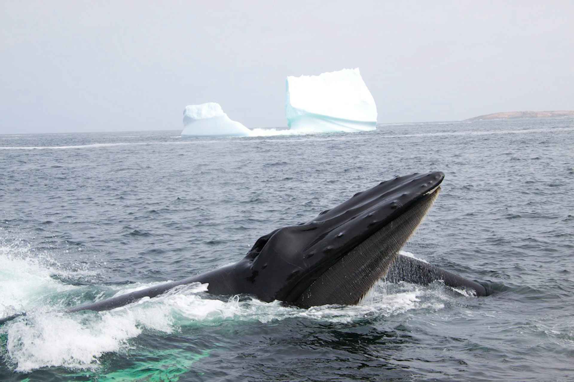 Whales in court: Australia v Japan in The Hague