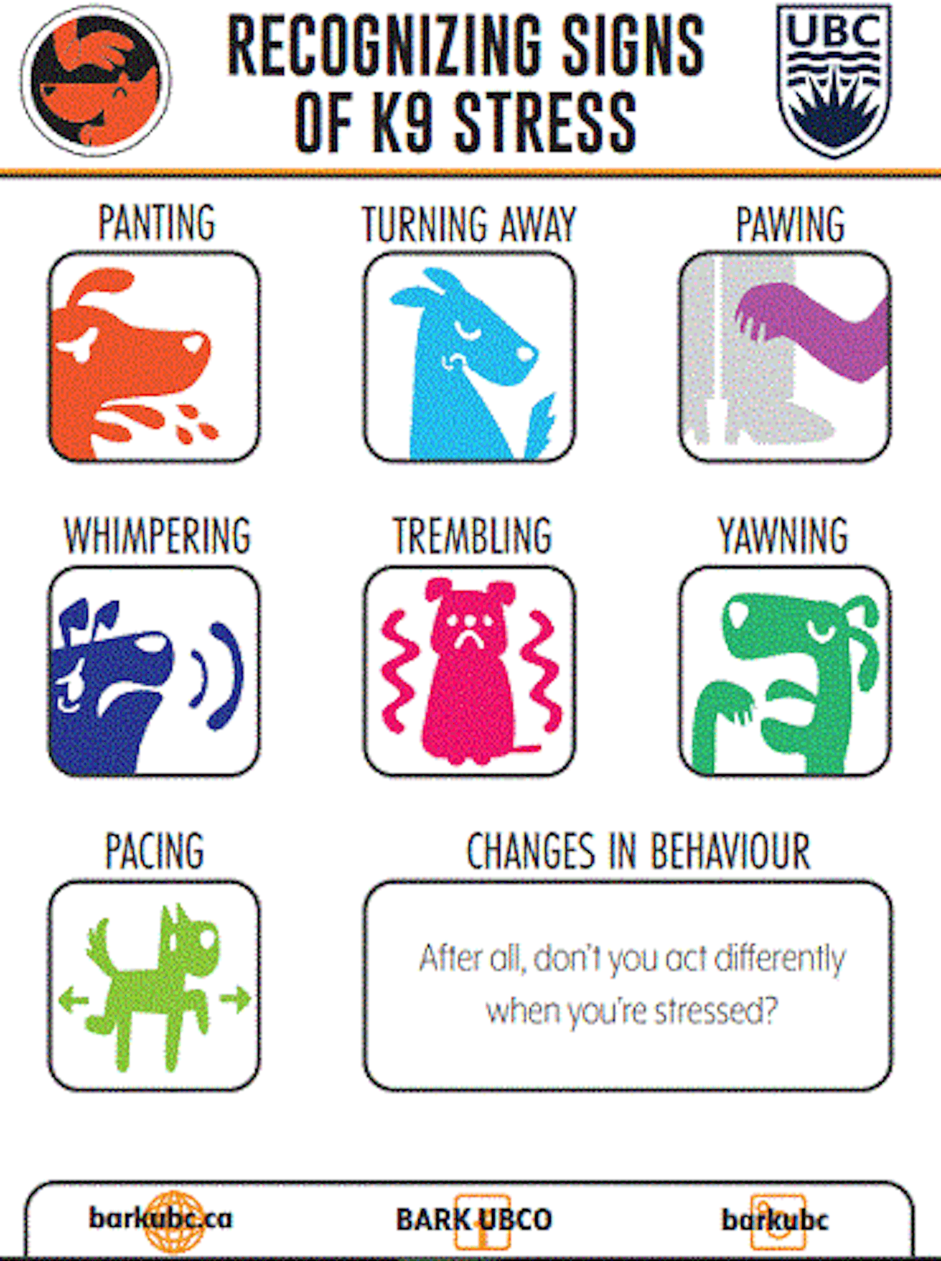 Dog therapy: What I’ve learned overseeing 60 canine campus teams