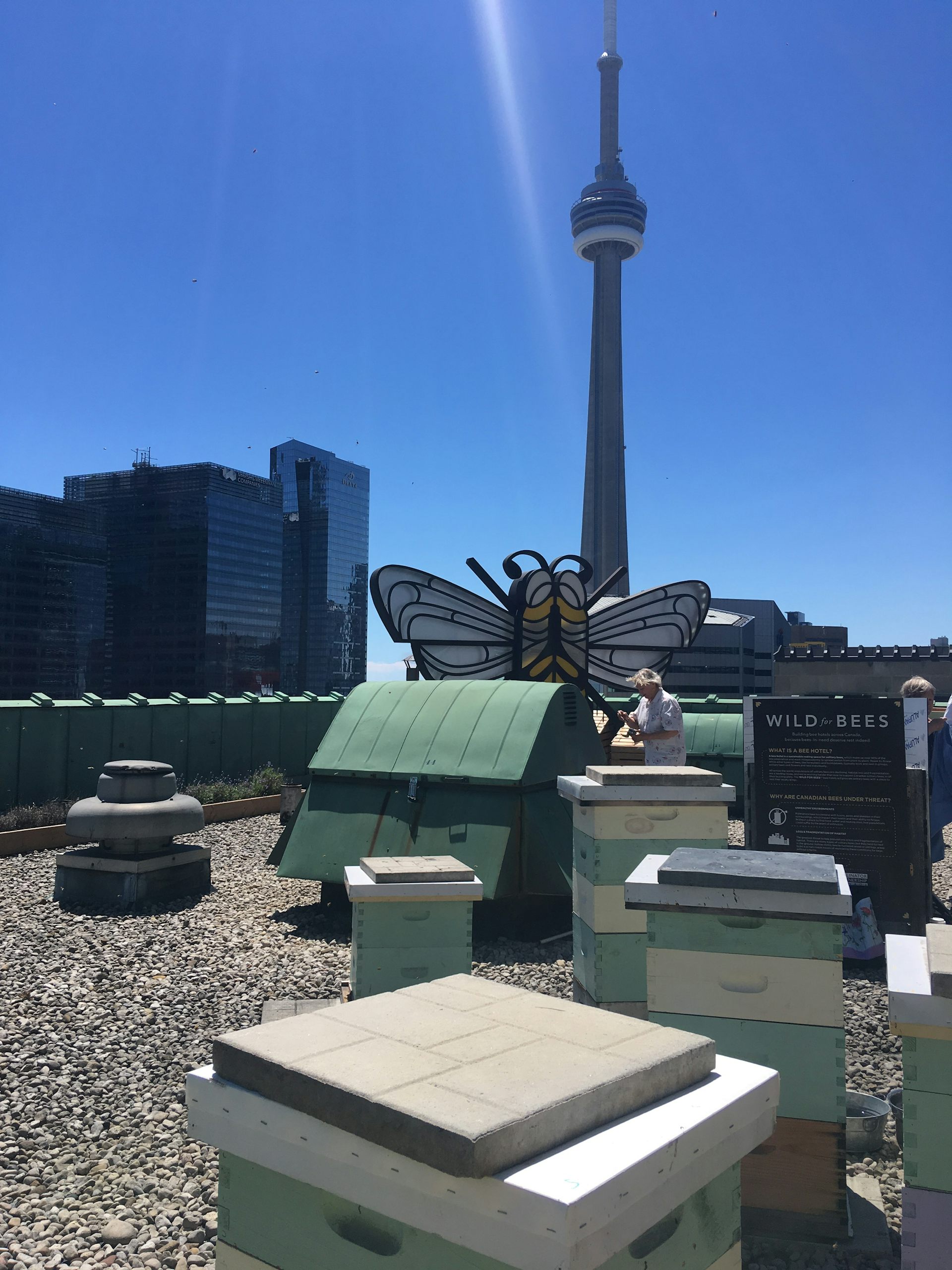 Urban bee keepers can help save wild bees