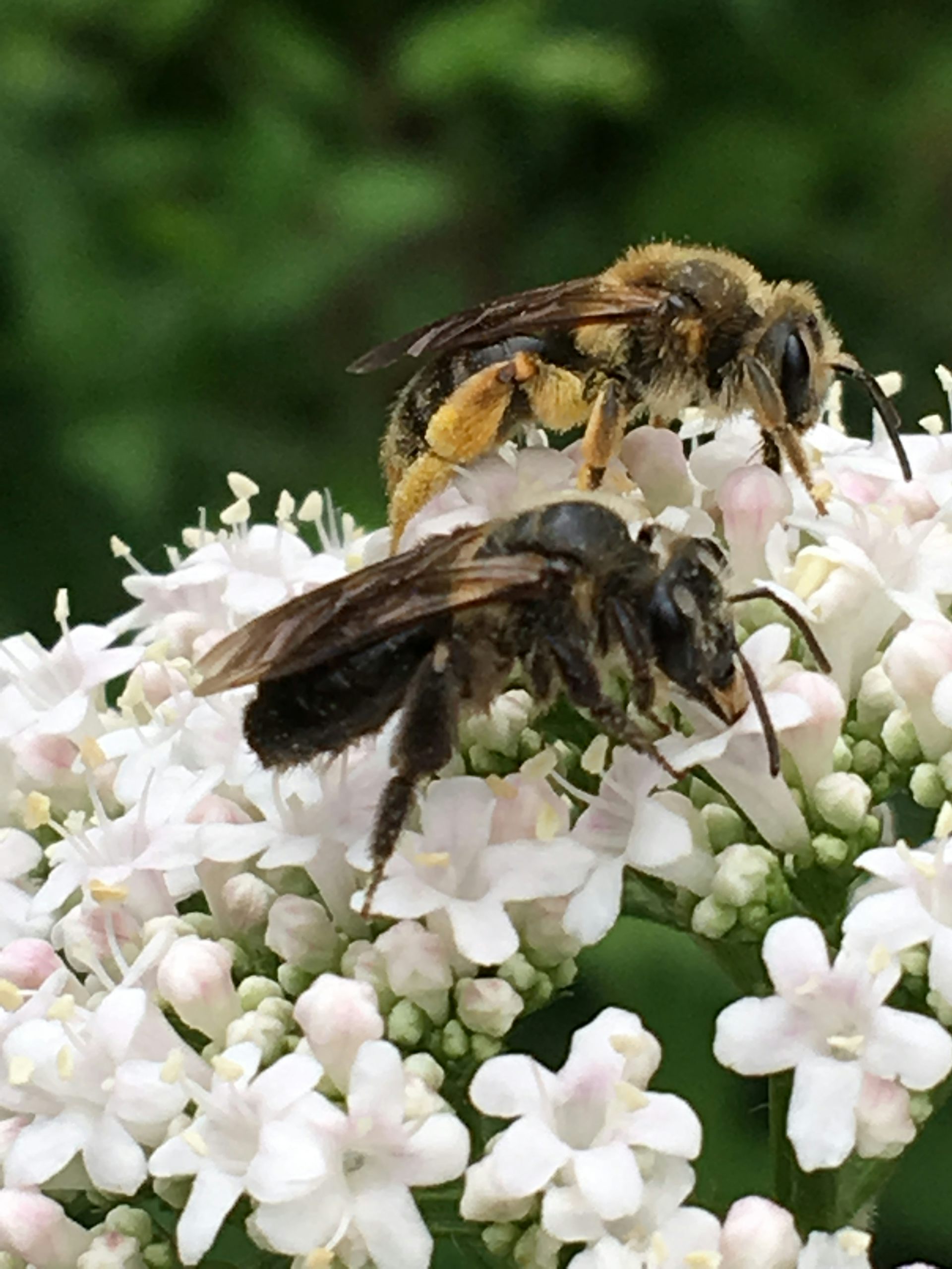 Urban bee keepers can help save wild bees