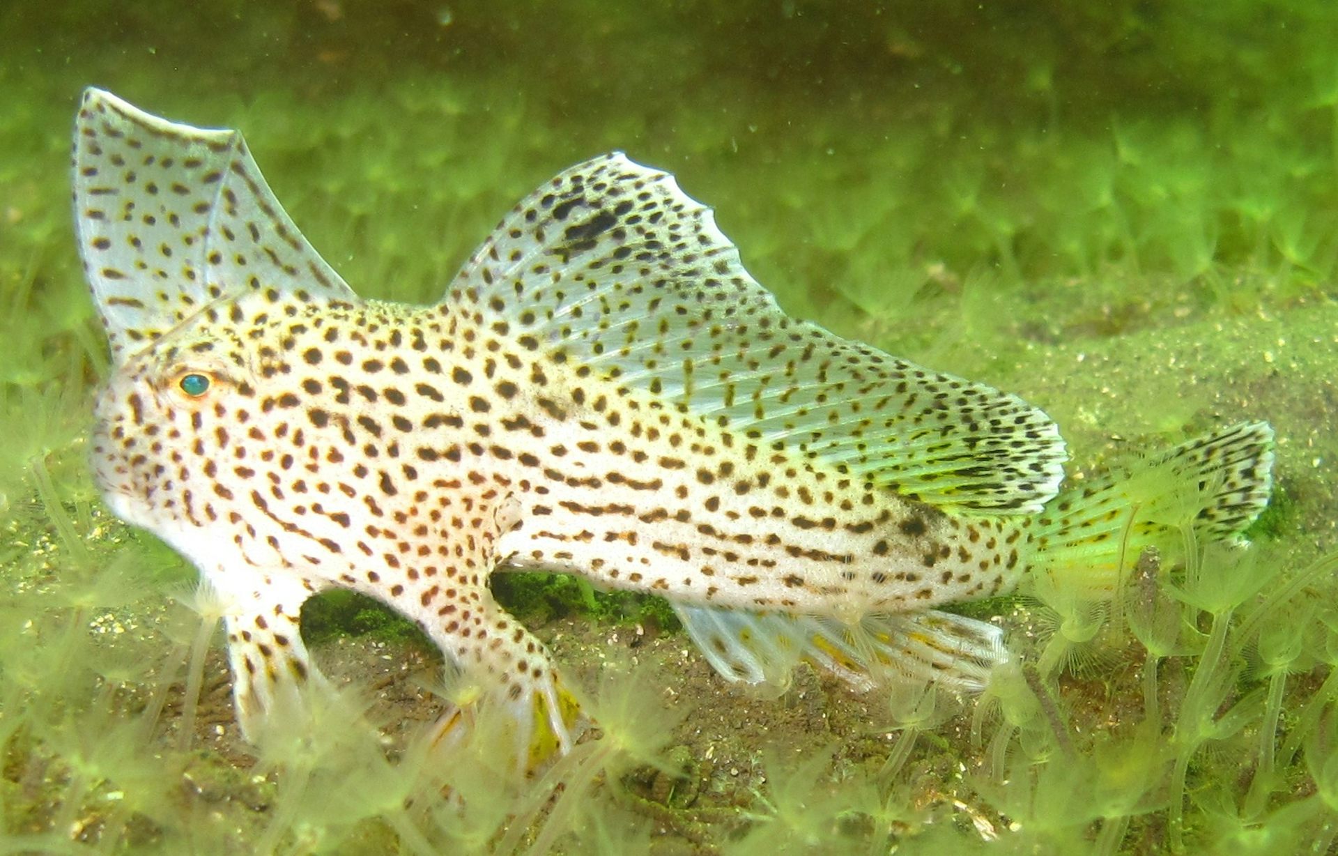 Australian endangered species: Spotted Handfish