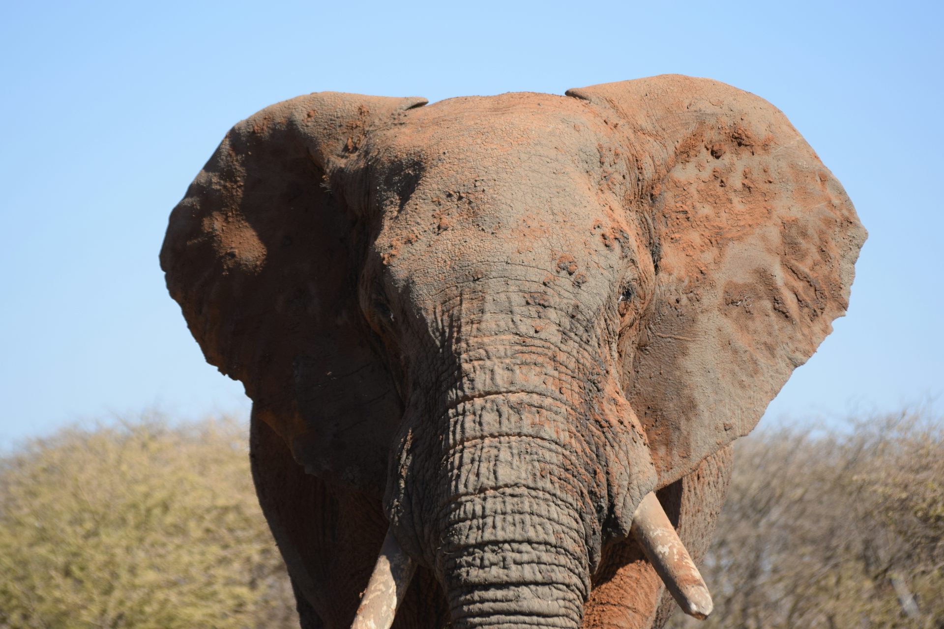 Safari tourism may make elephants more aggressive – but it’s still the ...